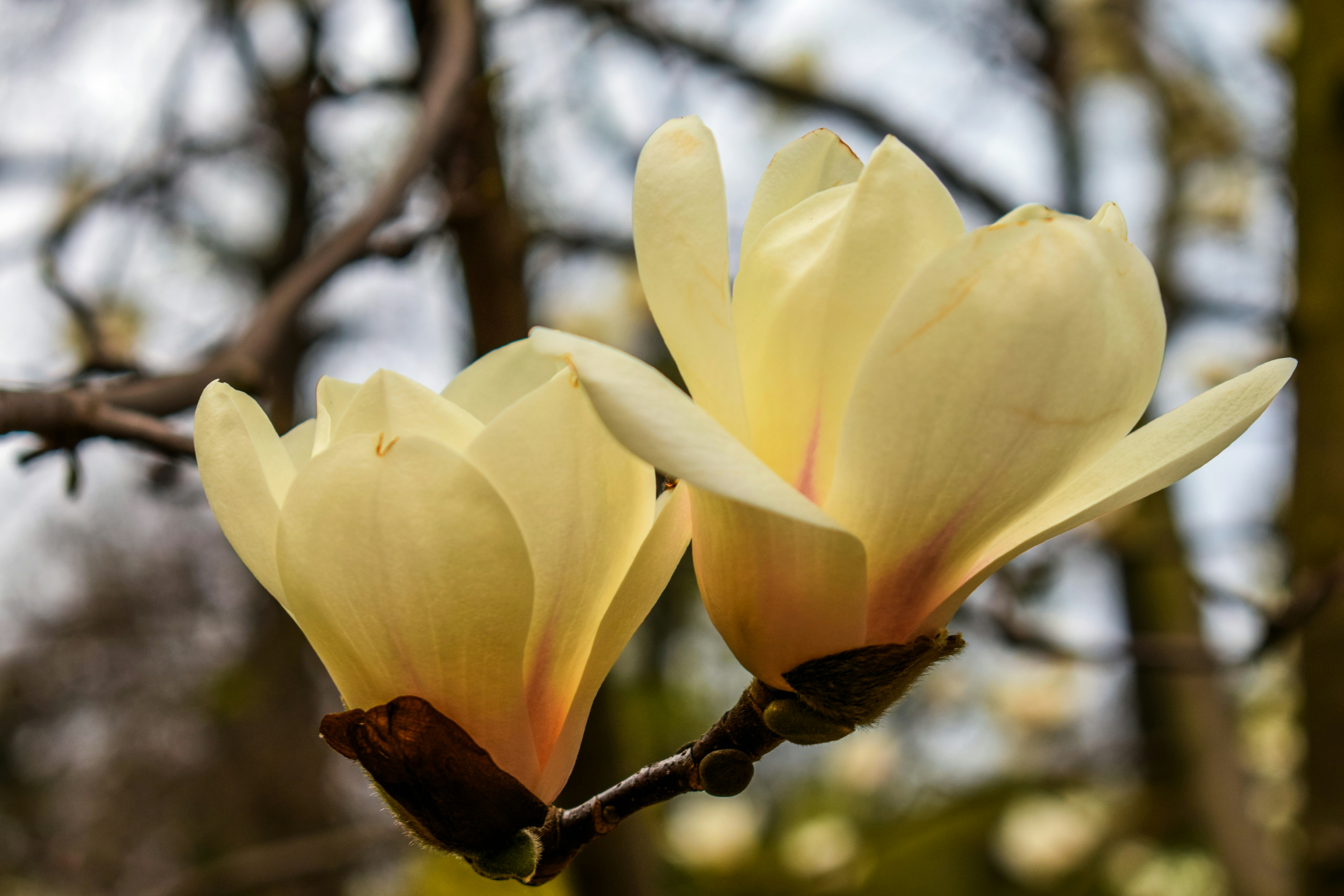Cream Magnolia Duo on a Quiet Branch Under Dappled Light