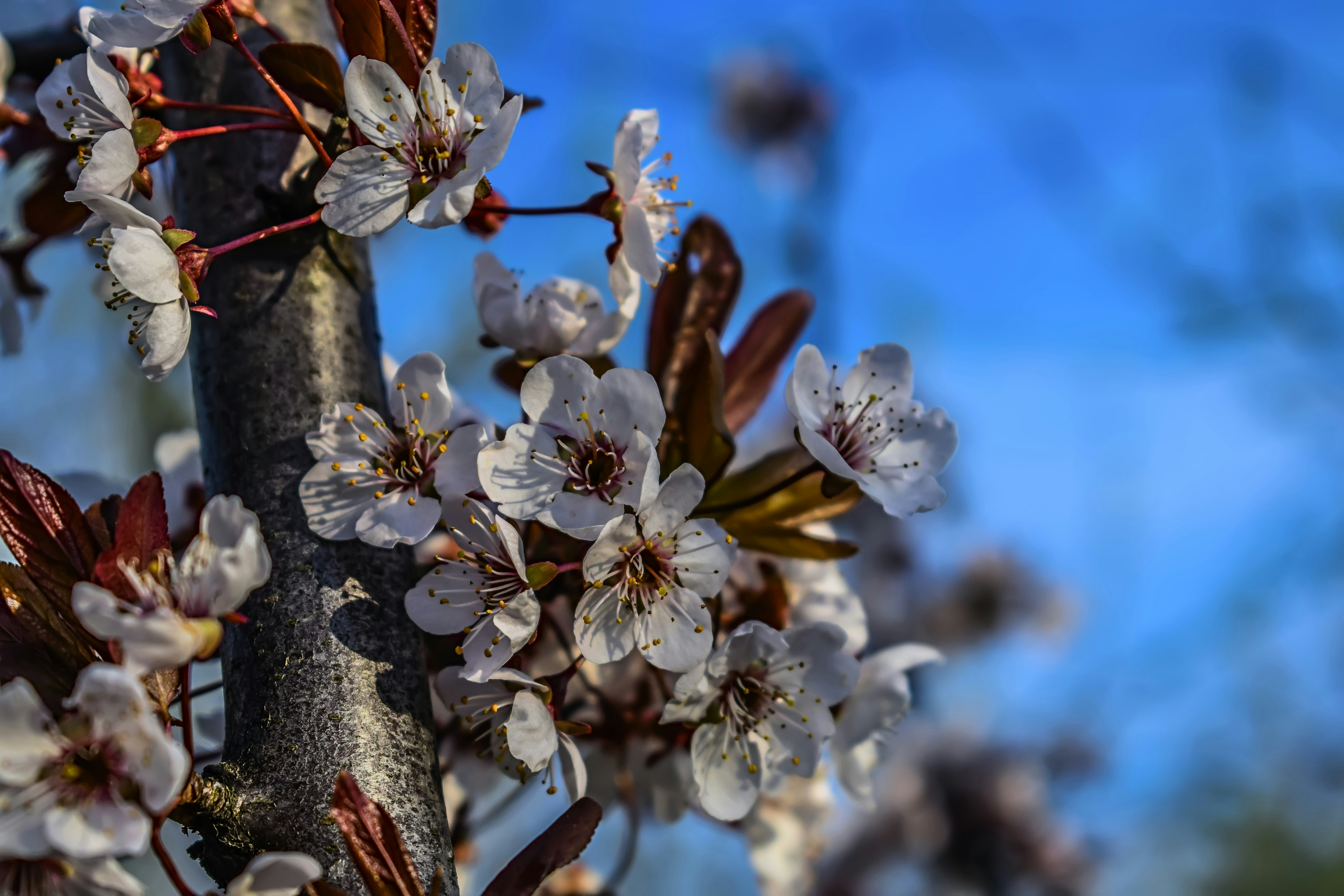Blossoms in Focus: A Close-Up of Spring's First White Petals