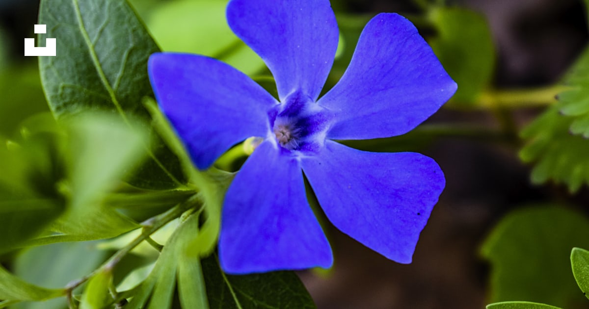 背景に緑の葉を持つ青い花の写真 Unsplashの花の無料画像
