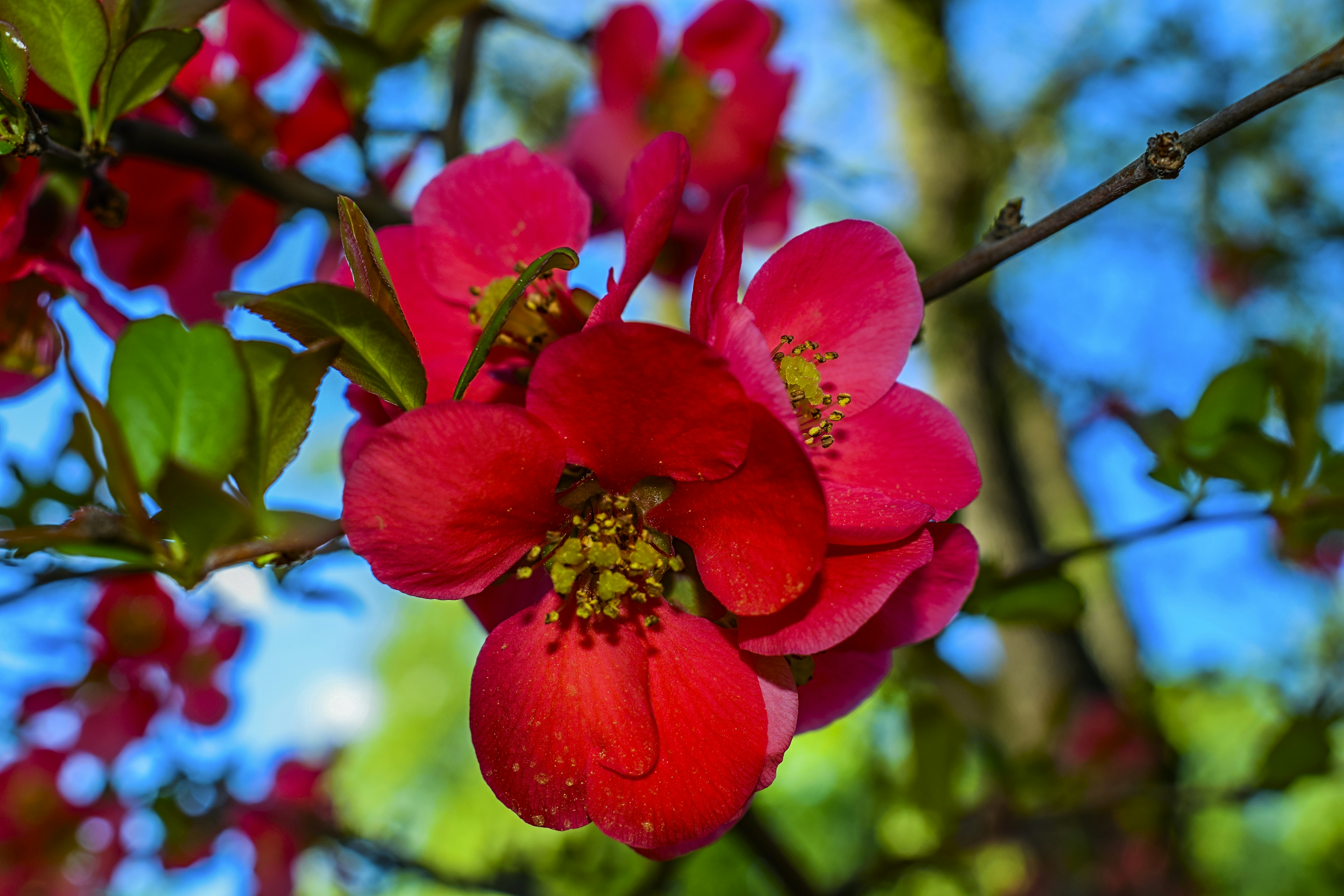 Um close up de uma flor vermelha em uma árvore foto – Imagem grátis ...