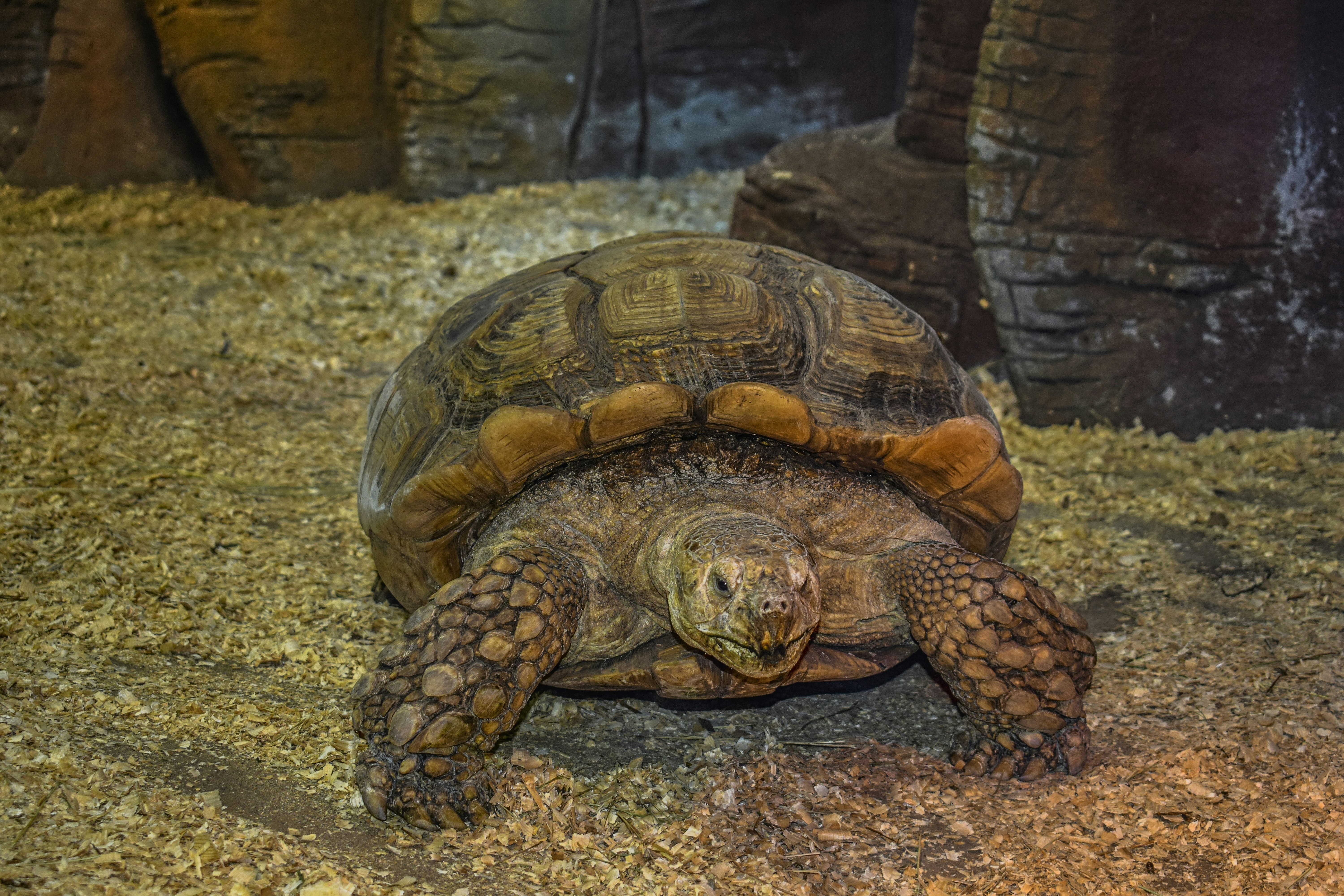 Giant tortoise resting on sandy substrate in a naturalistic habitat, showcasing its textured shell and serene expression.
