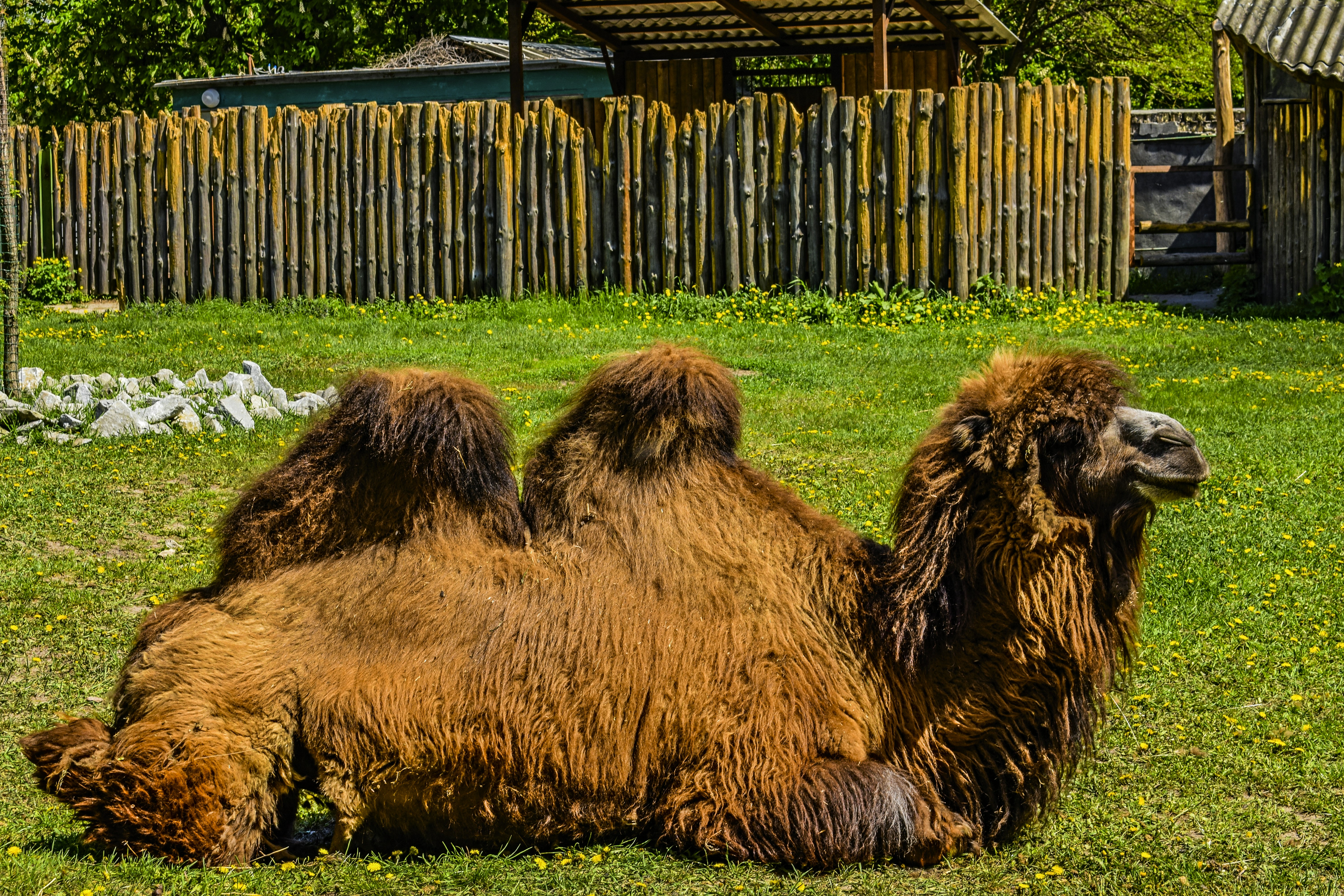 Sunlit Tranquility: Three Camels Rest in a Rural Paddock