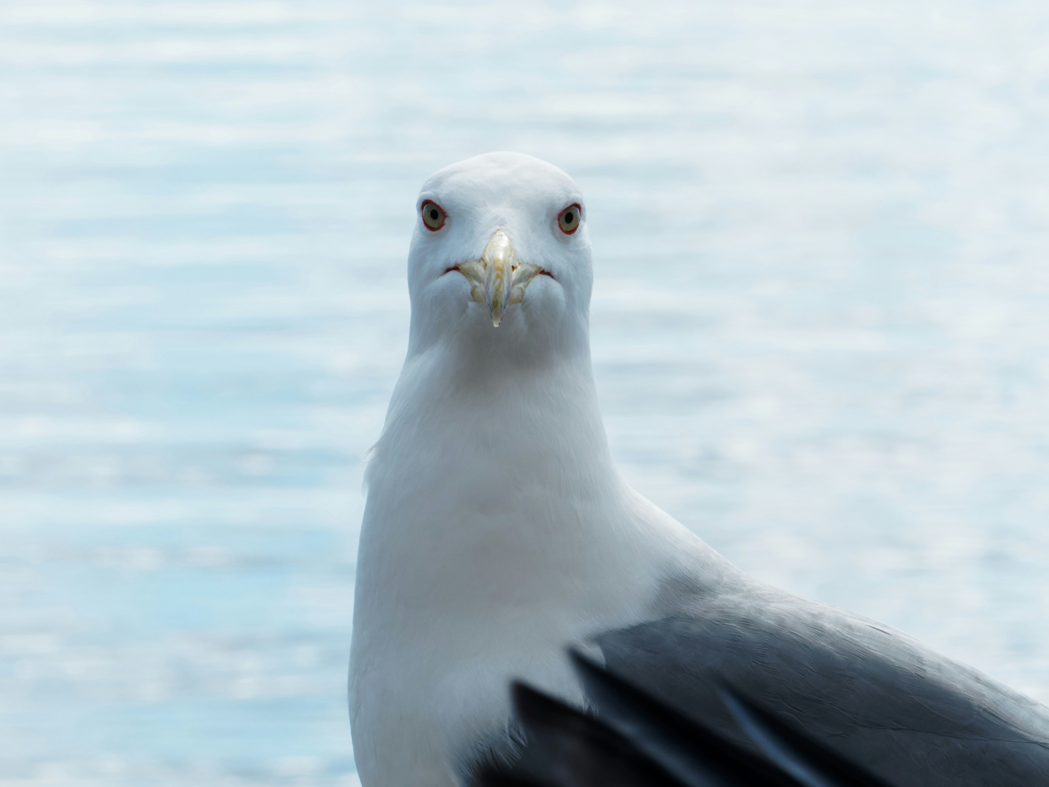Bird Face Pictures | Download Free Images on Unsplash