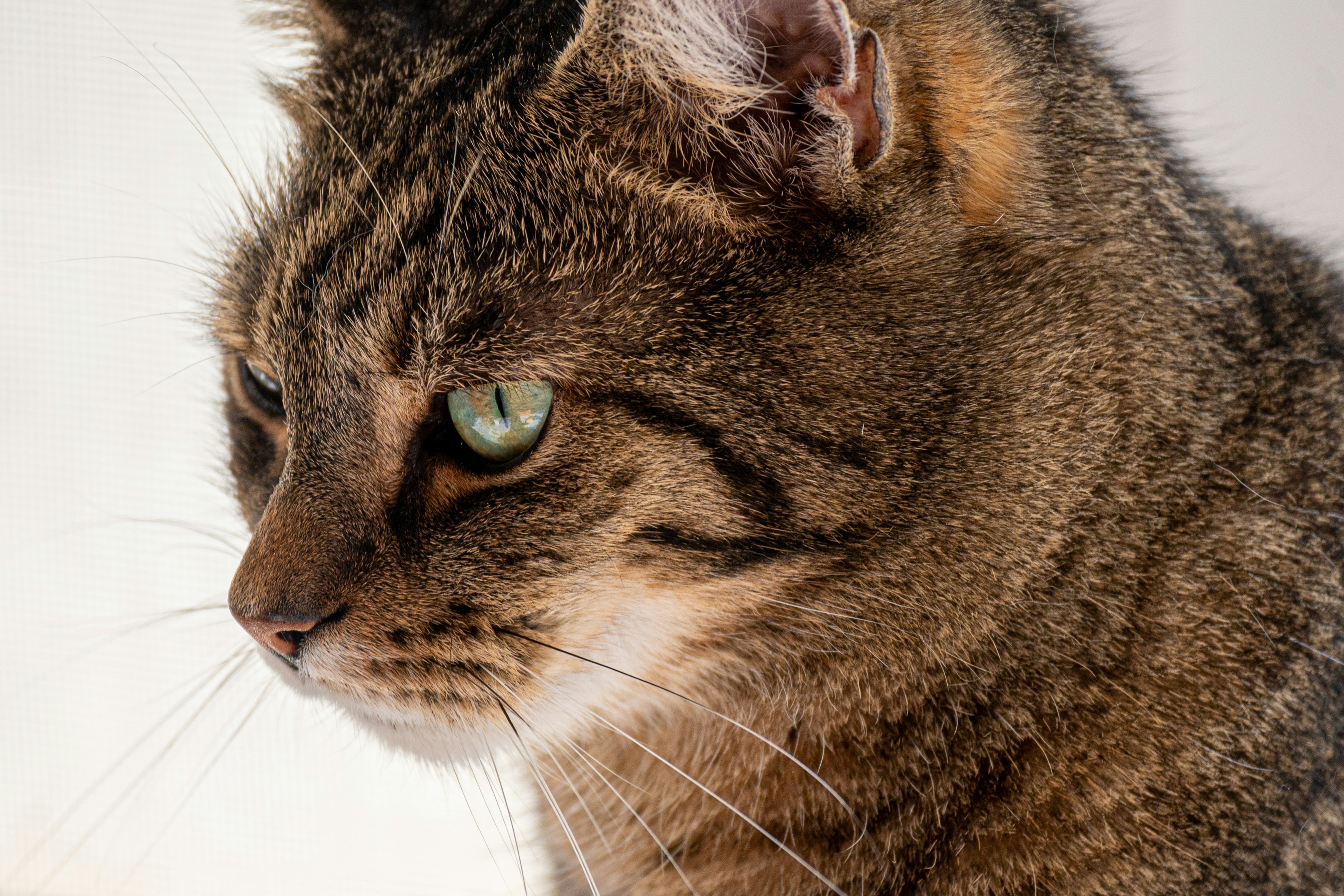 Cat Head Pictures | Download Free Images on Unsplash