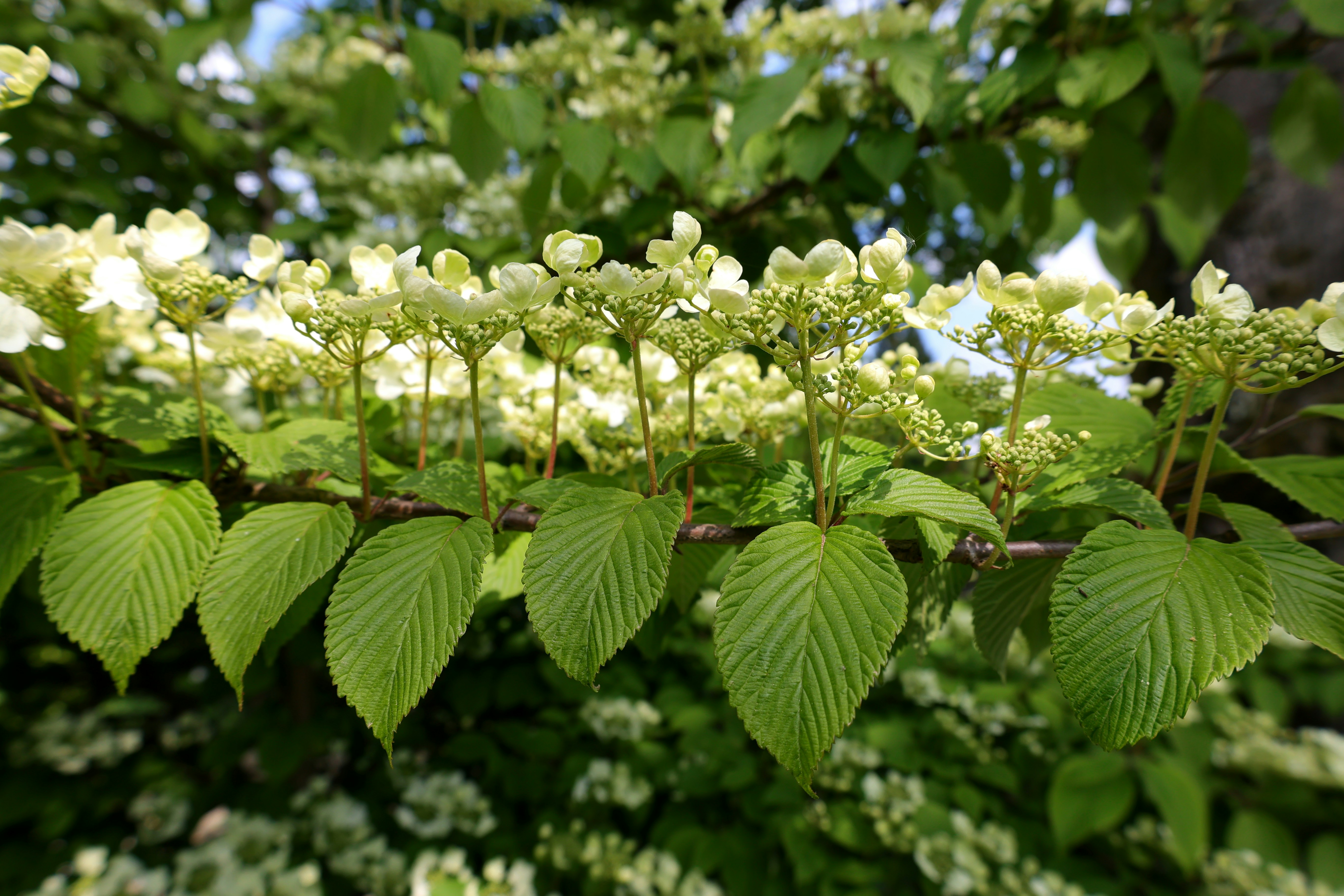 Pale hydrangea panicles marching above a line of serrated leaves