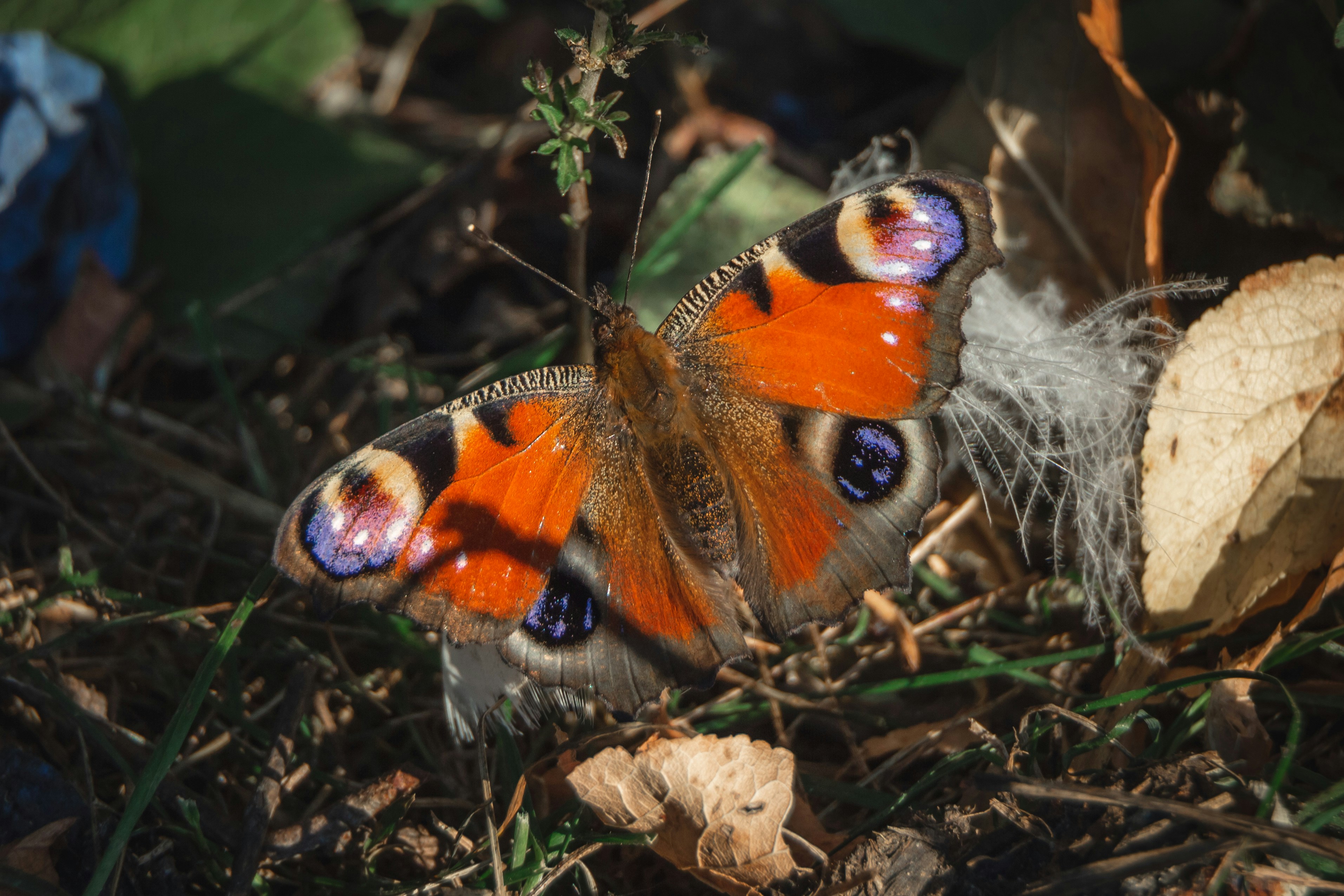 A close up of a butterfly on the ground photo – Free Butterflies Image ...