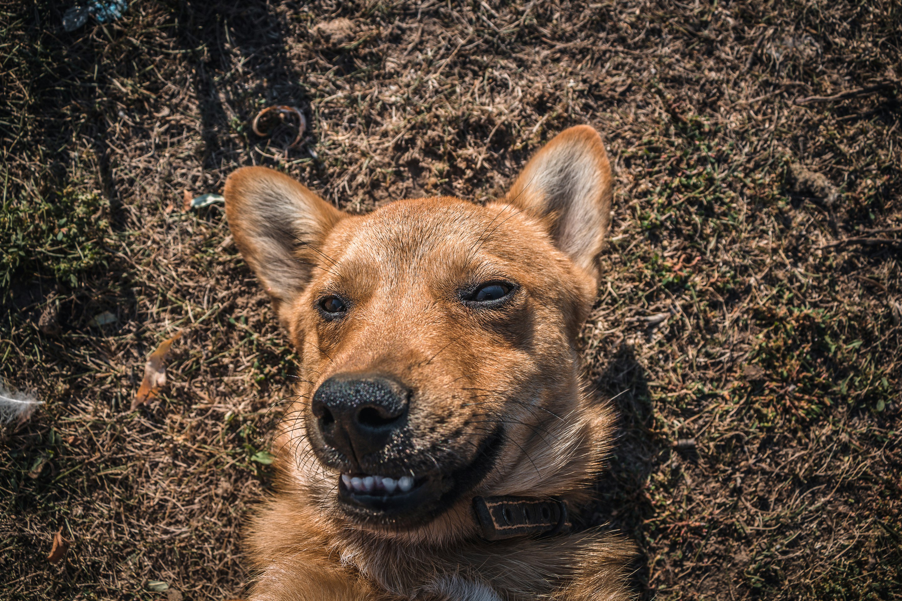 Dog Pictures | Download Free Images on Unsplash