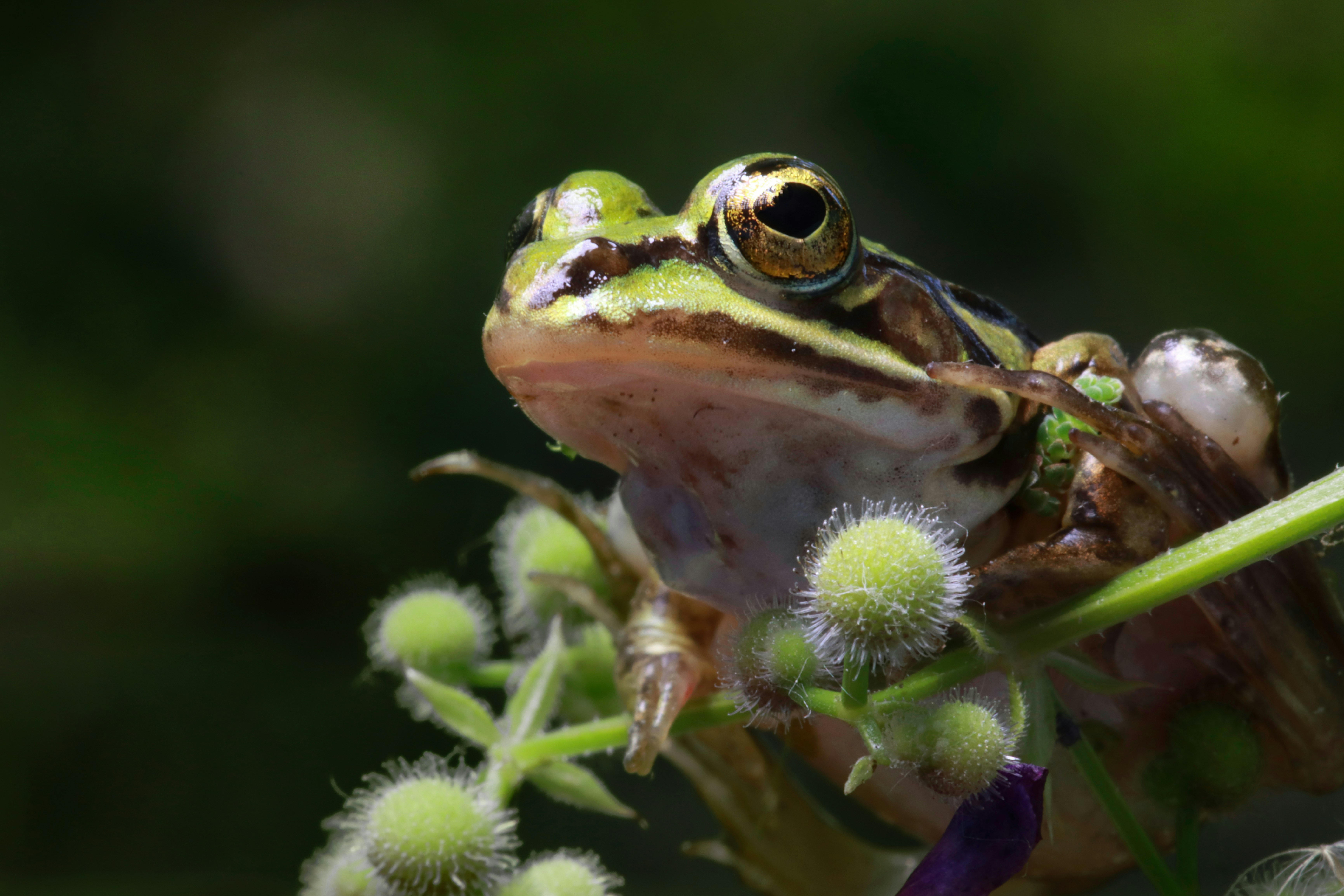 A frog sitting on top of a green plant photo – Free Nettuno Image on Unsplash