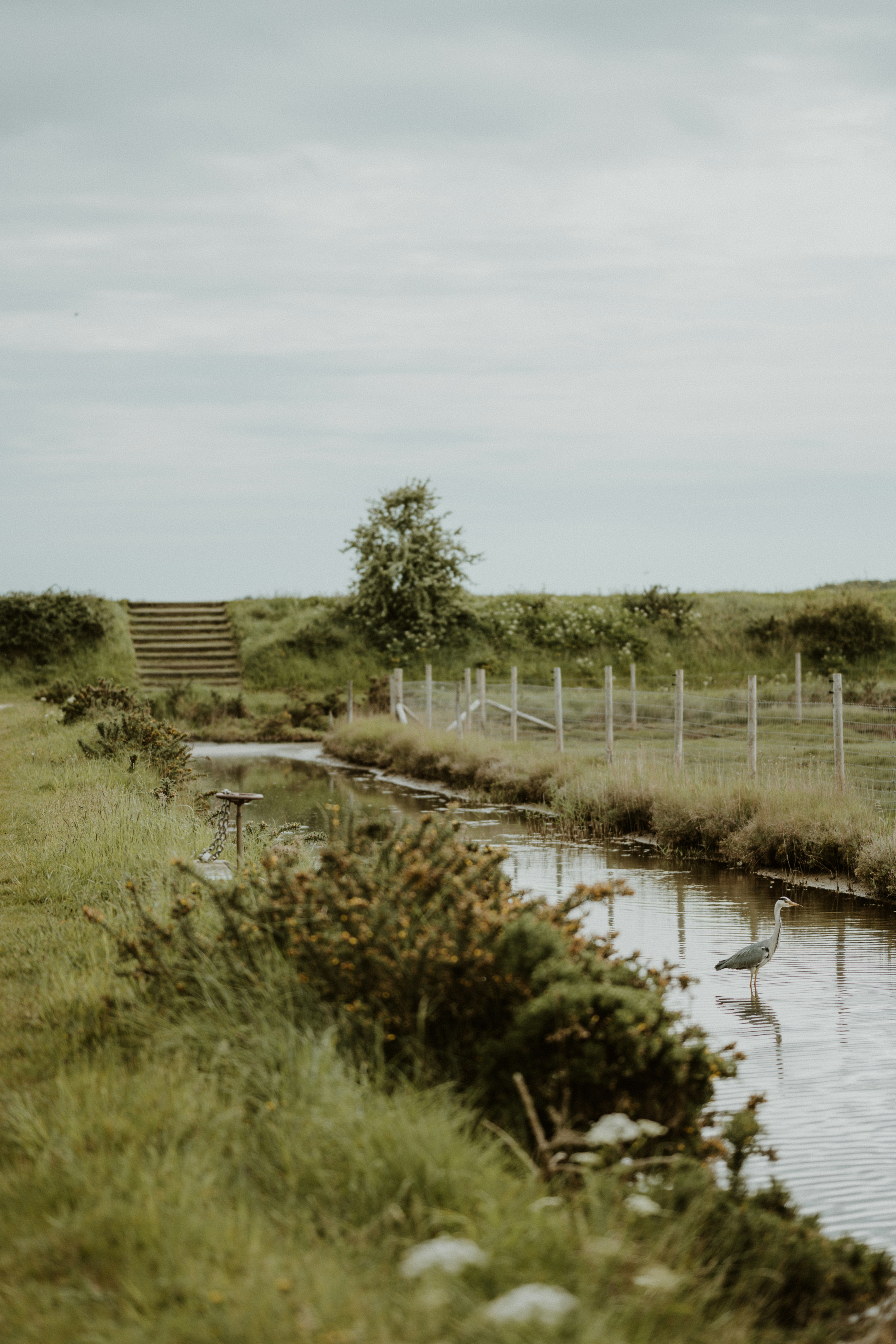 A heron stands gracefully by a calm waterway, framed by lush greenery and distant steps leading to the horizon.