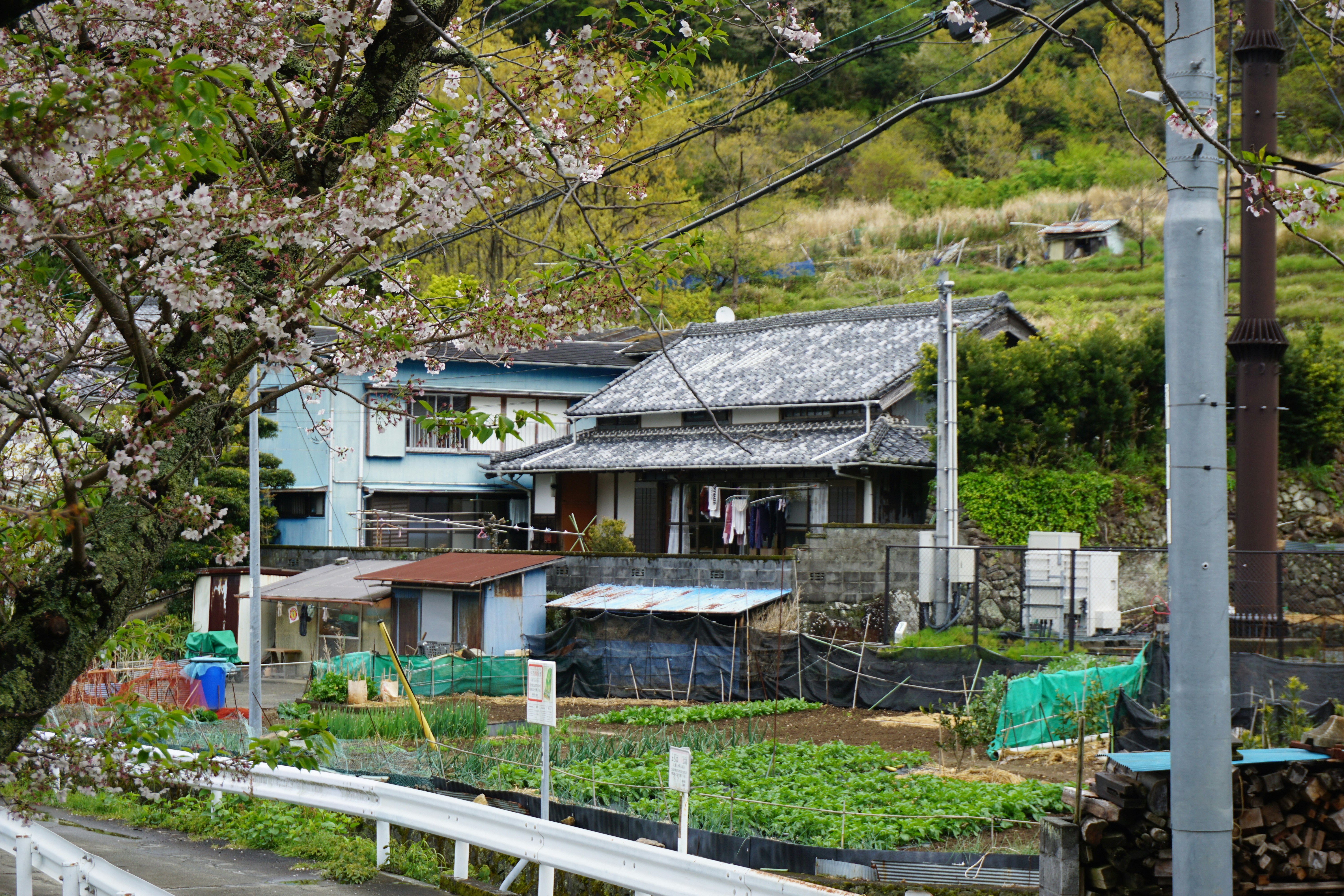 A quaint rural homestead surrounded by lush greenery and blooming cherry blossoms, showcasing the simplicity of countryside life.