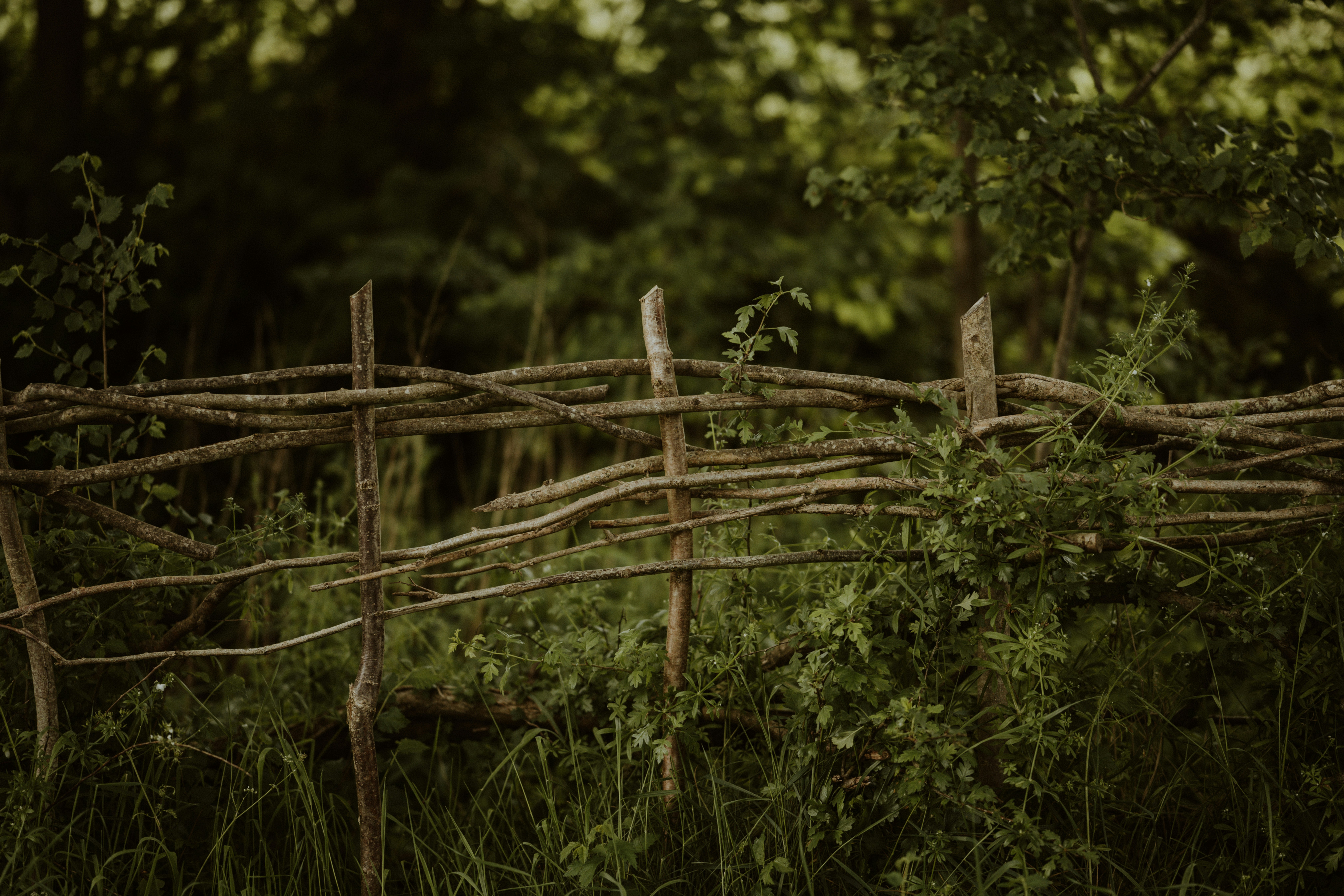 Weathered wooden fence entwined with lush greenery, set against a backdrop of dense foliage. The scene evokes a sense of tranquility and connection to nature.