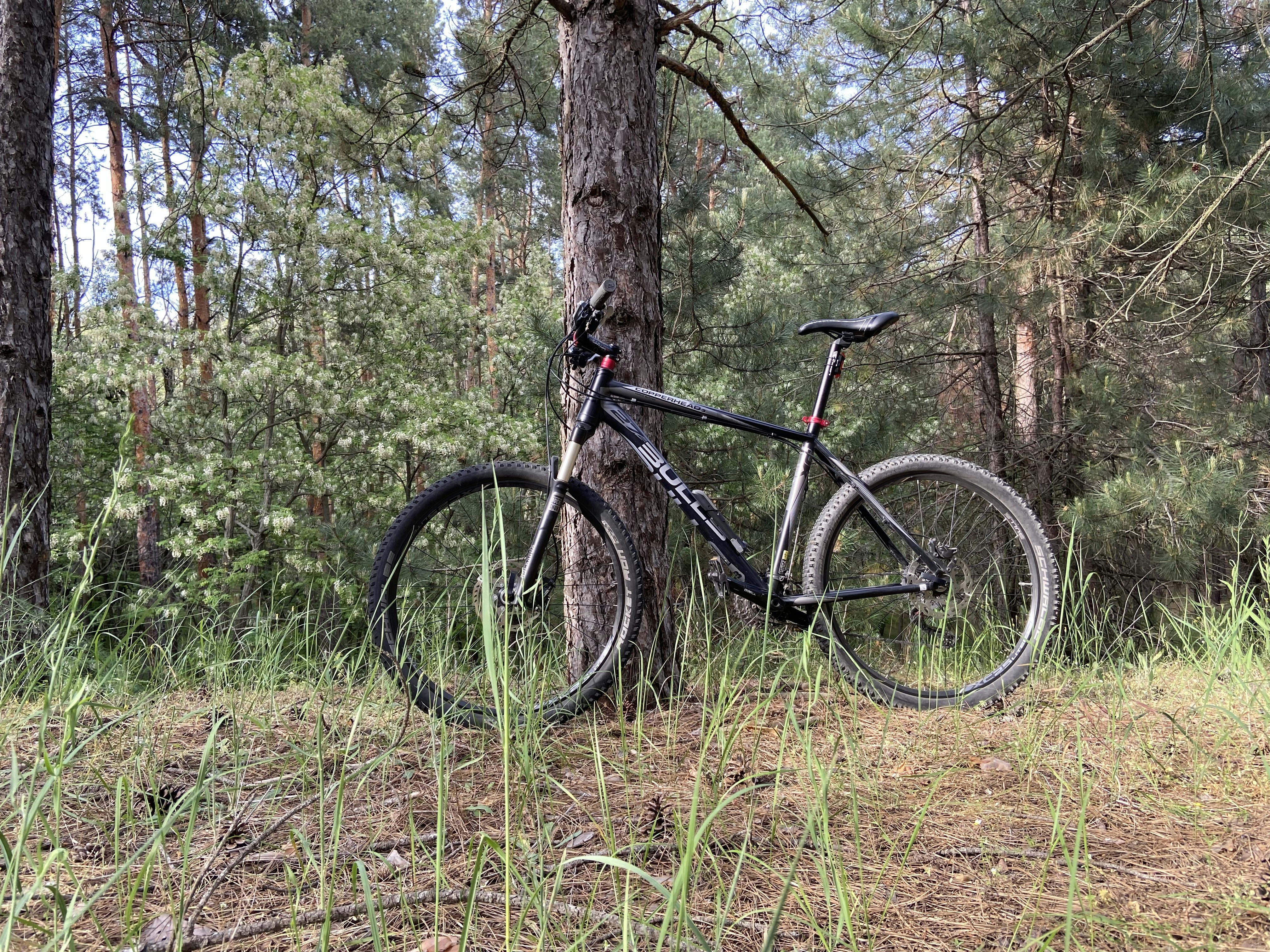 Solitary Ride in Oleshky's Green Embrace