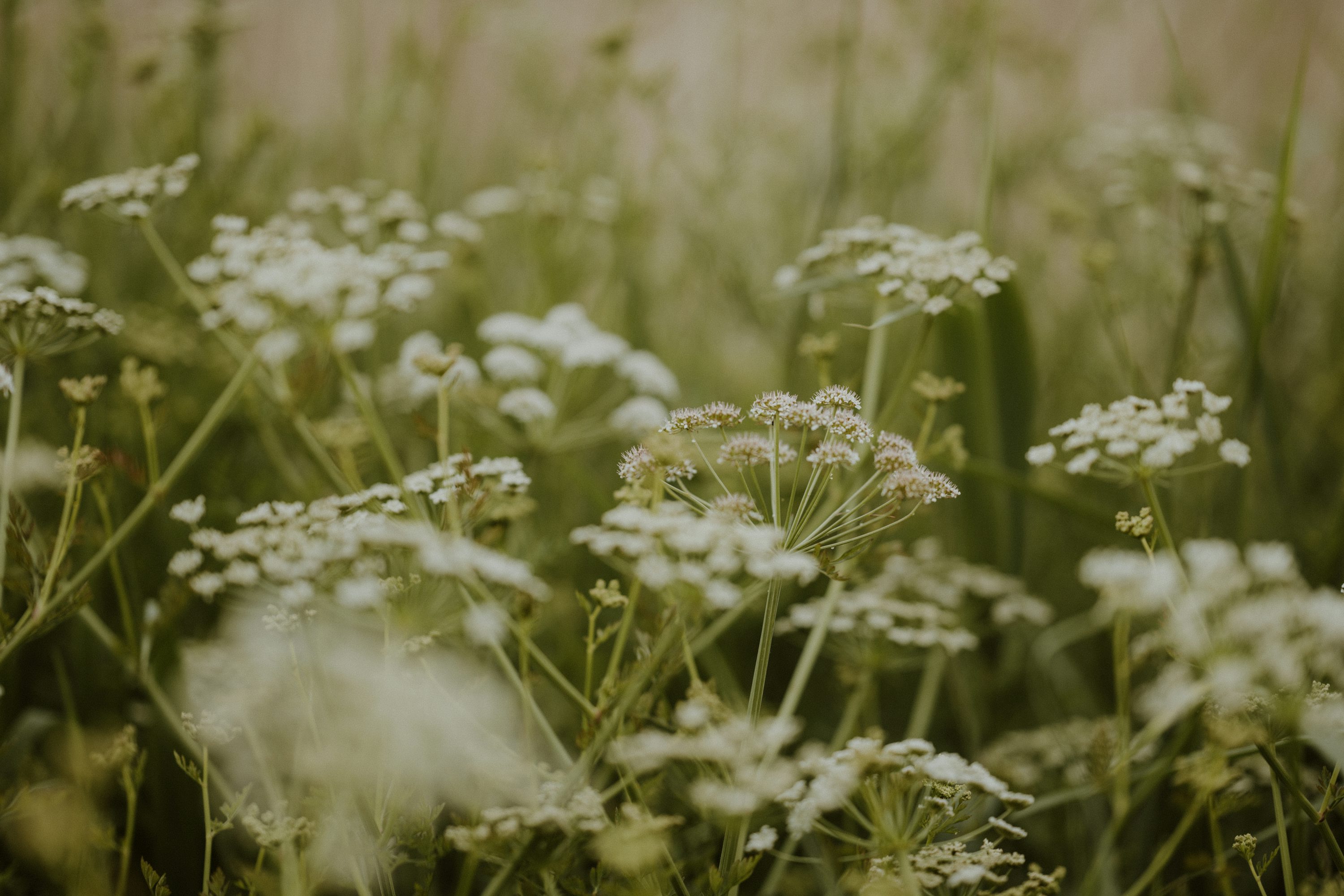 Un bouquet de fleurs blanches dans un champ photo – Image gratuite de ... Un bouquet de fleurs blanches dans un champ photo – Image gratuite de ...