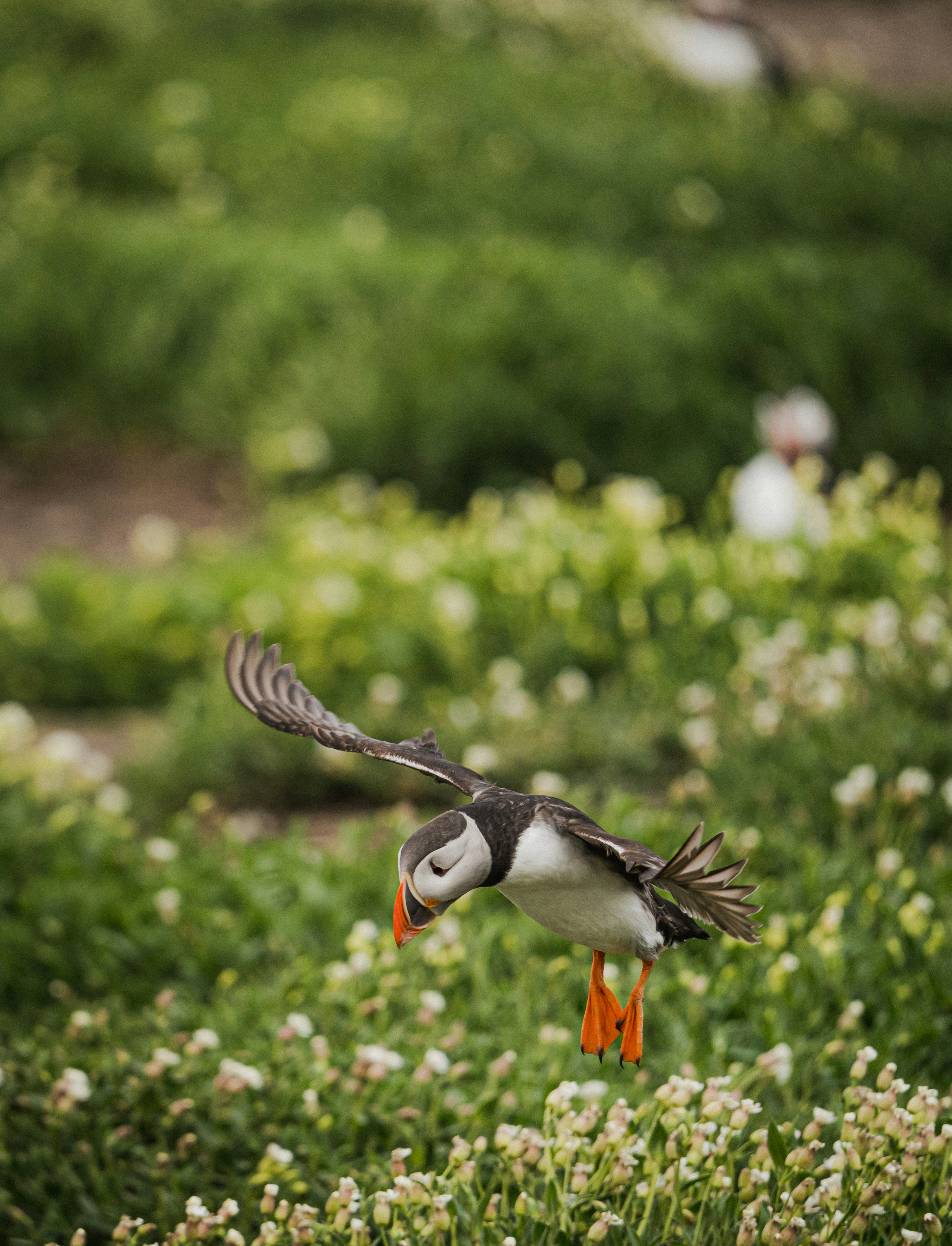 Puffin in Transit: Wings Outstretched Over a Meadow of White Blooms