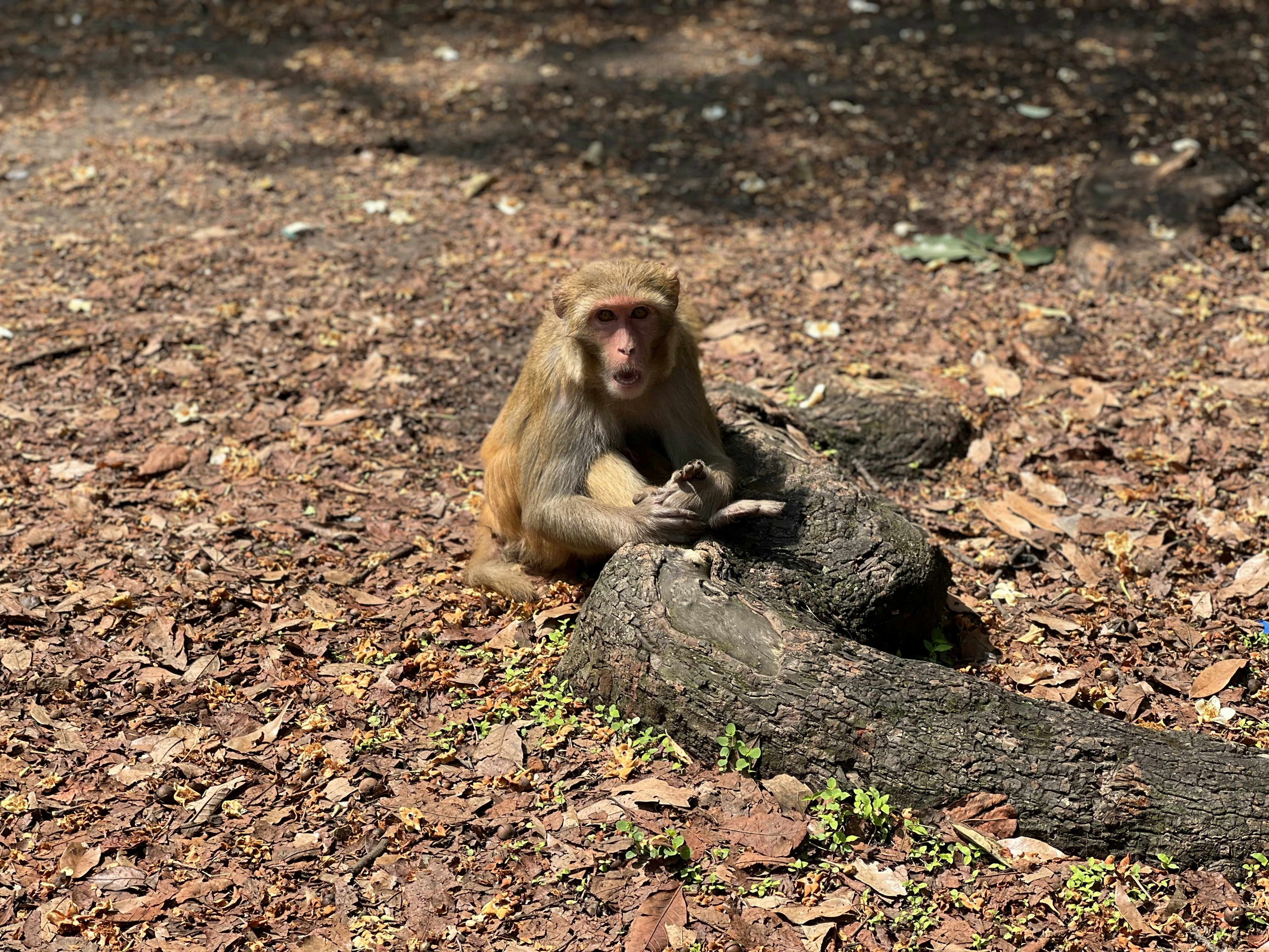 A monkey sitting on top of a tree log photo – Free Monkey Image on Unsplash