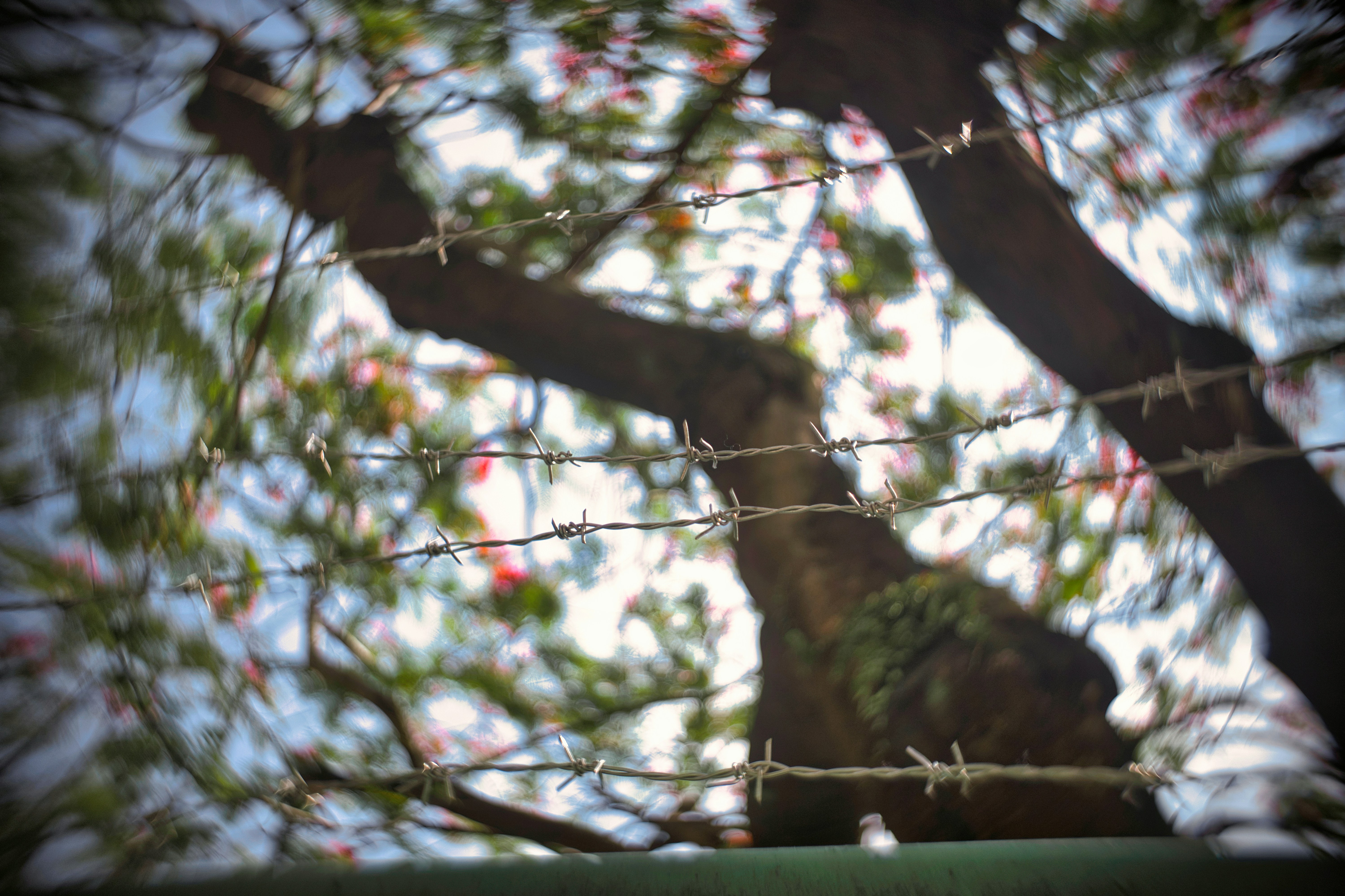 A tree behind a barbed wire fence photo – Free Grey Image on Unsplash