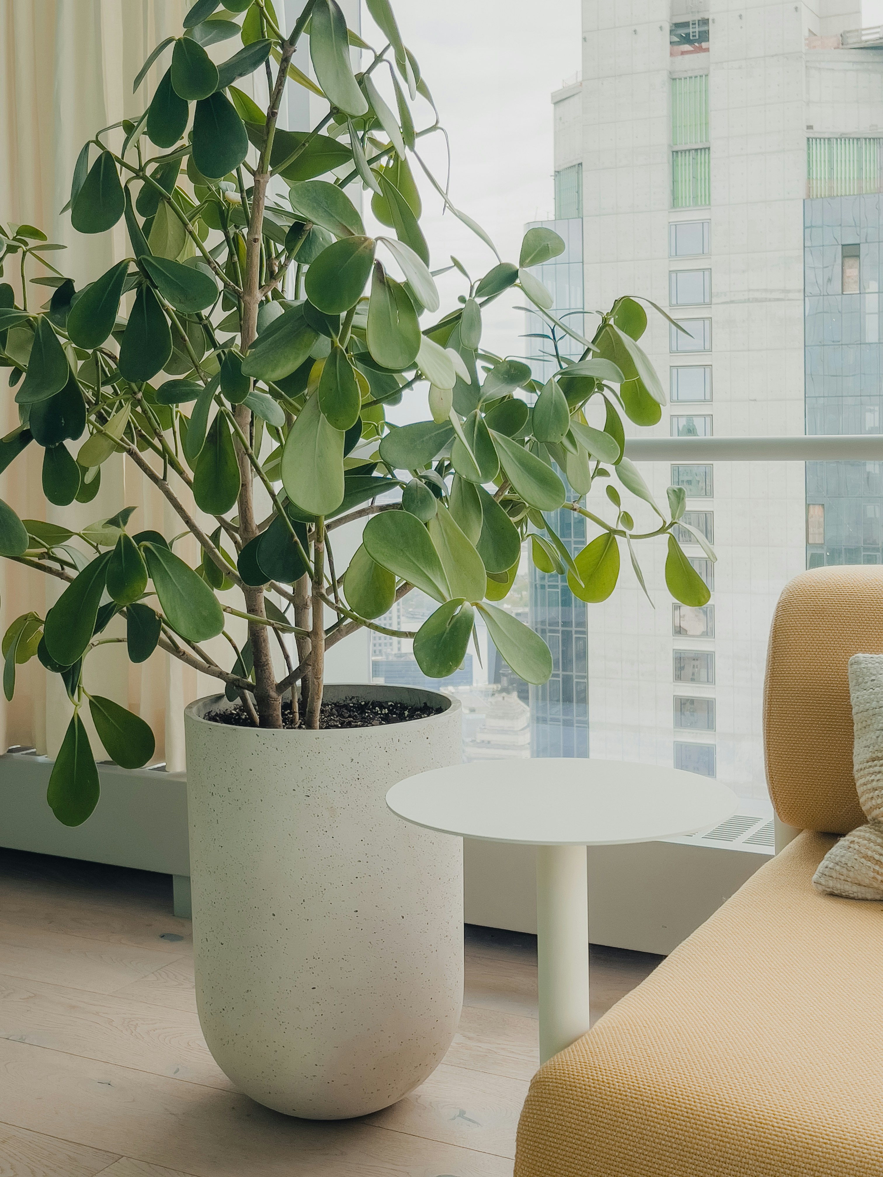 Indoor potted plant with lush green leaves beside a modern white table and a cozy sofa, framed by large windows overlooking a cityscape.