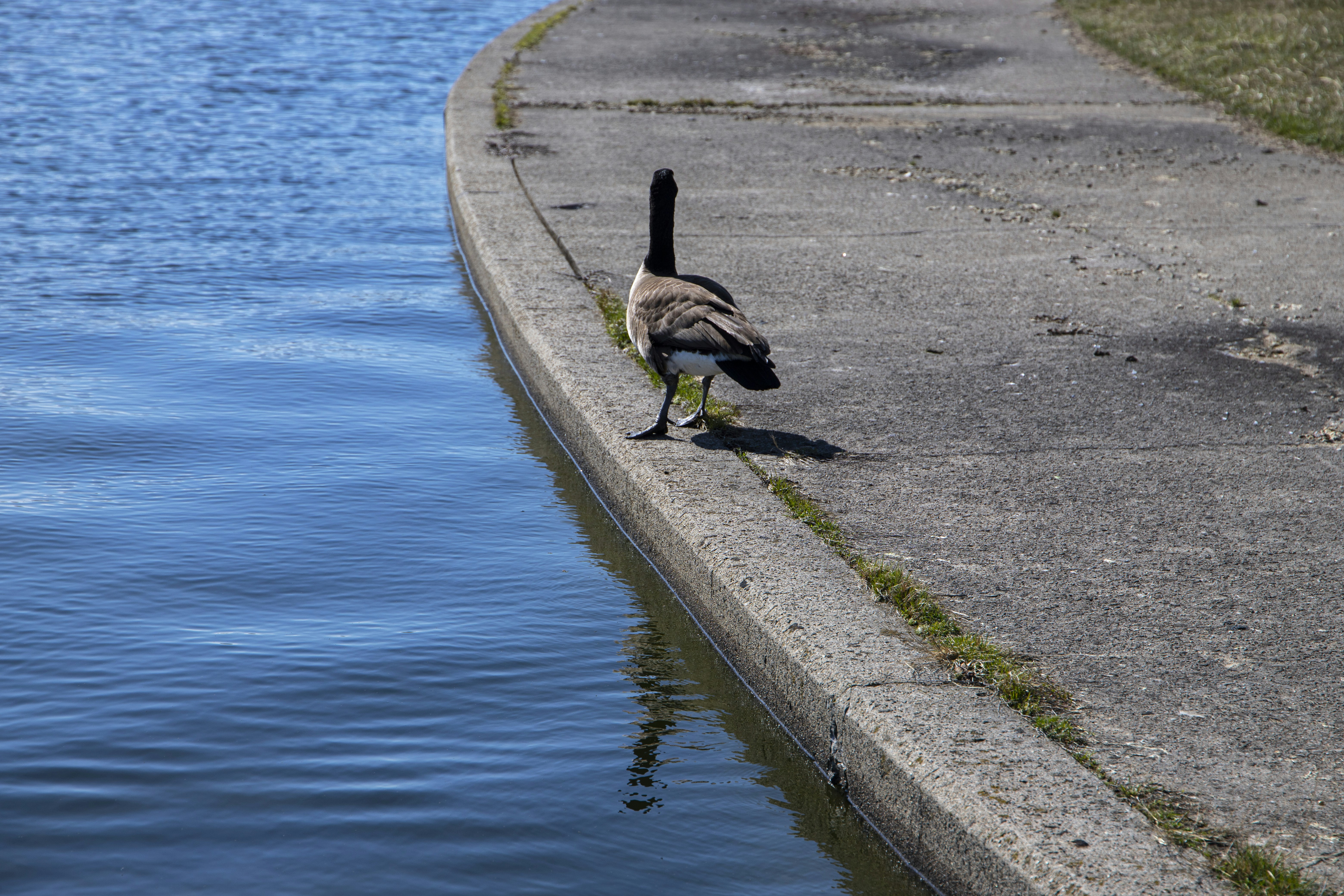 Foto zum Thema Eine Gans läuft am Rand eines Gewässers entlang ...
