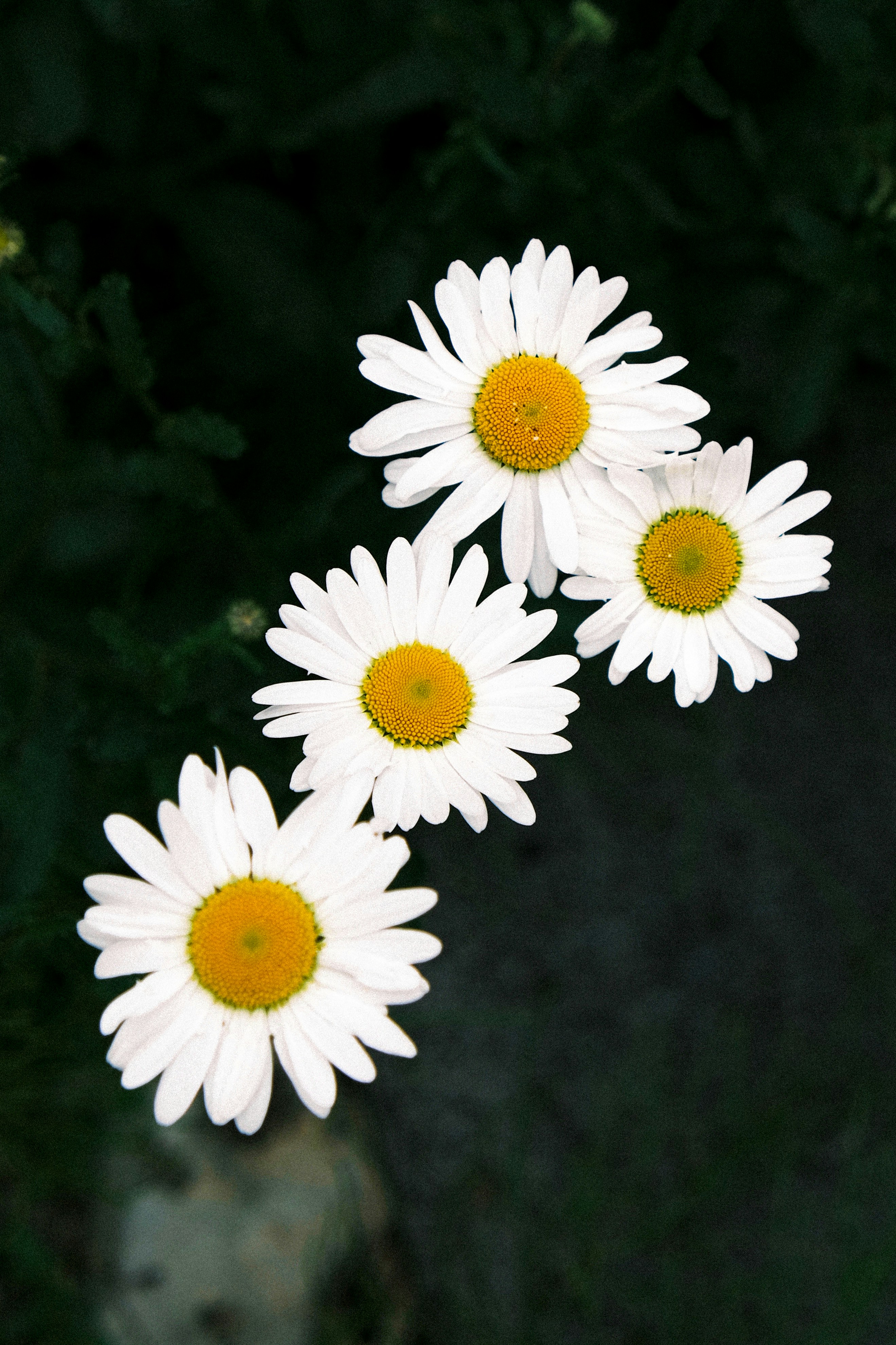 a group of white flowers with yellow centers
