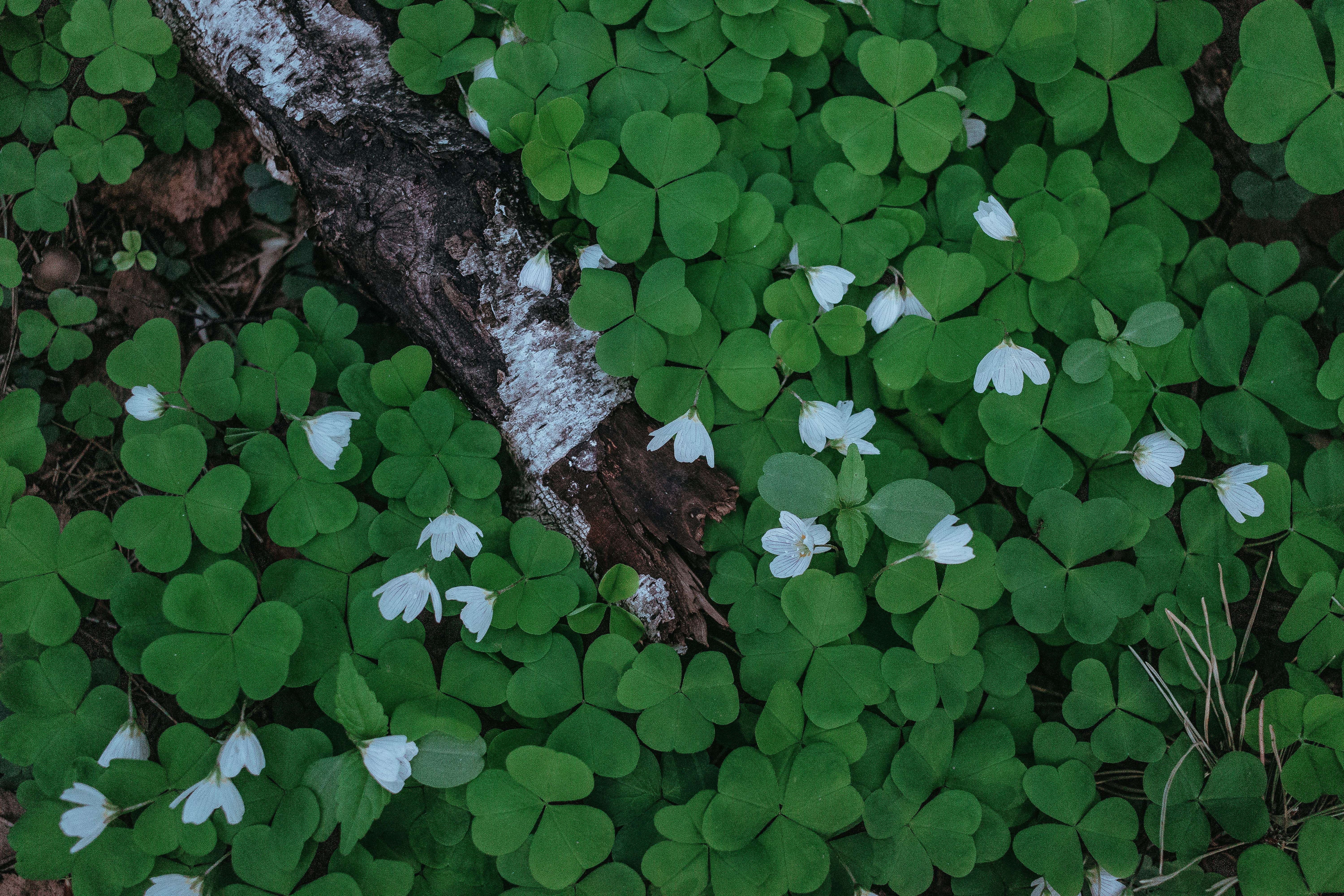 A group of clovers growing on the ground next to a tree photo – Free ...