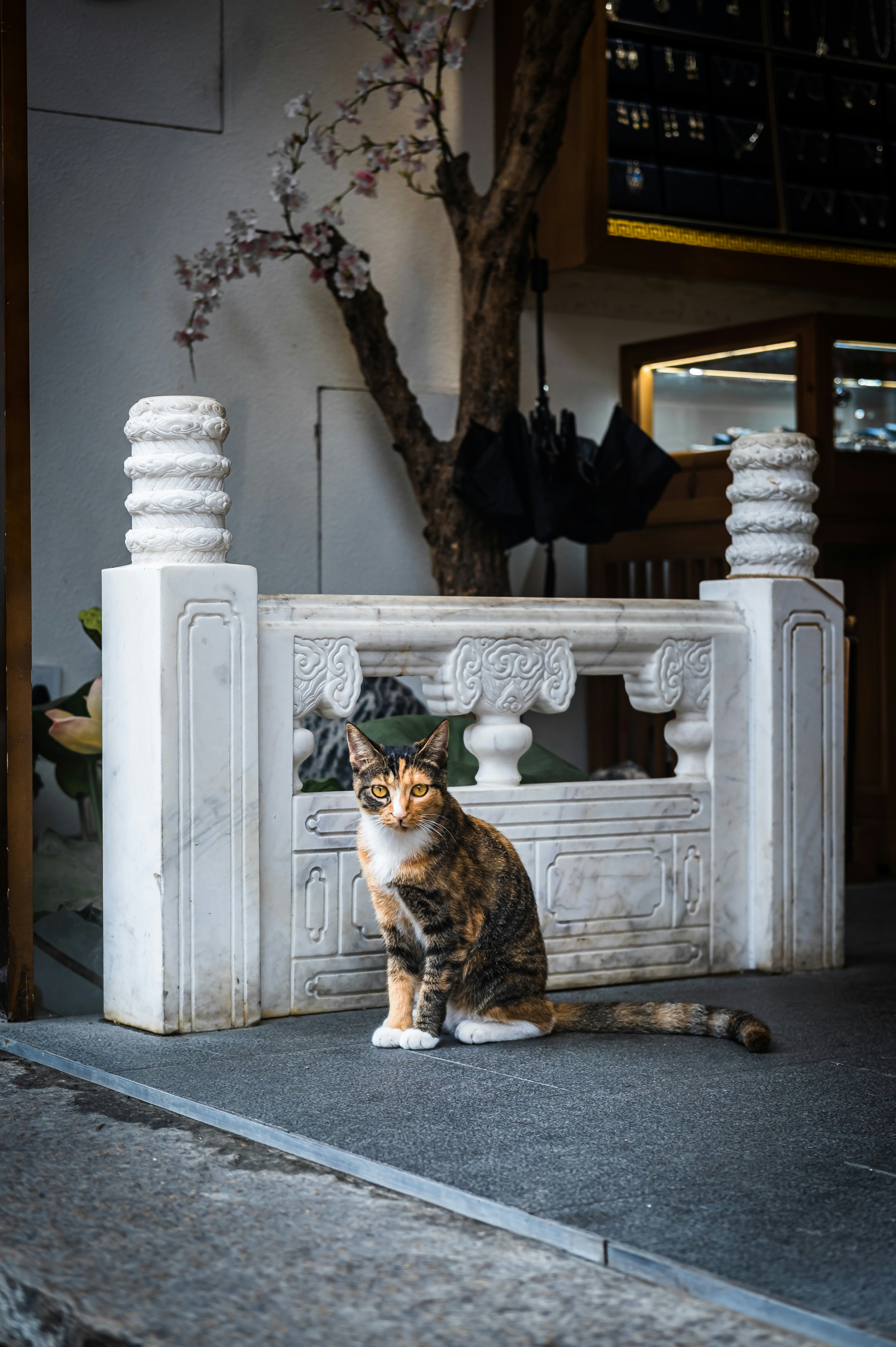 Calico Quietude: Cat on a Marble Shrine