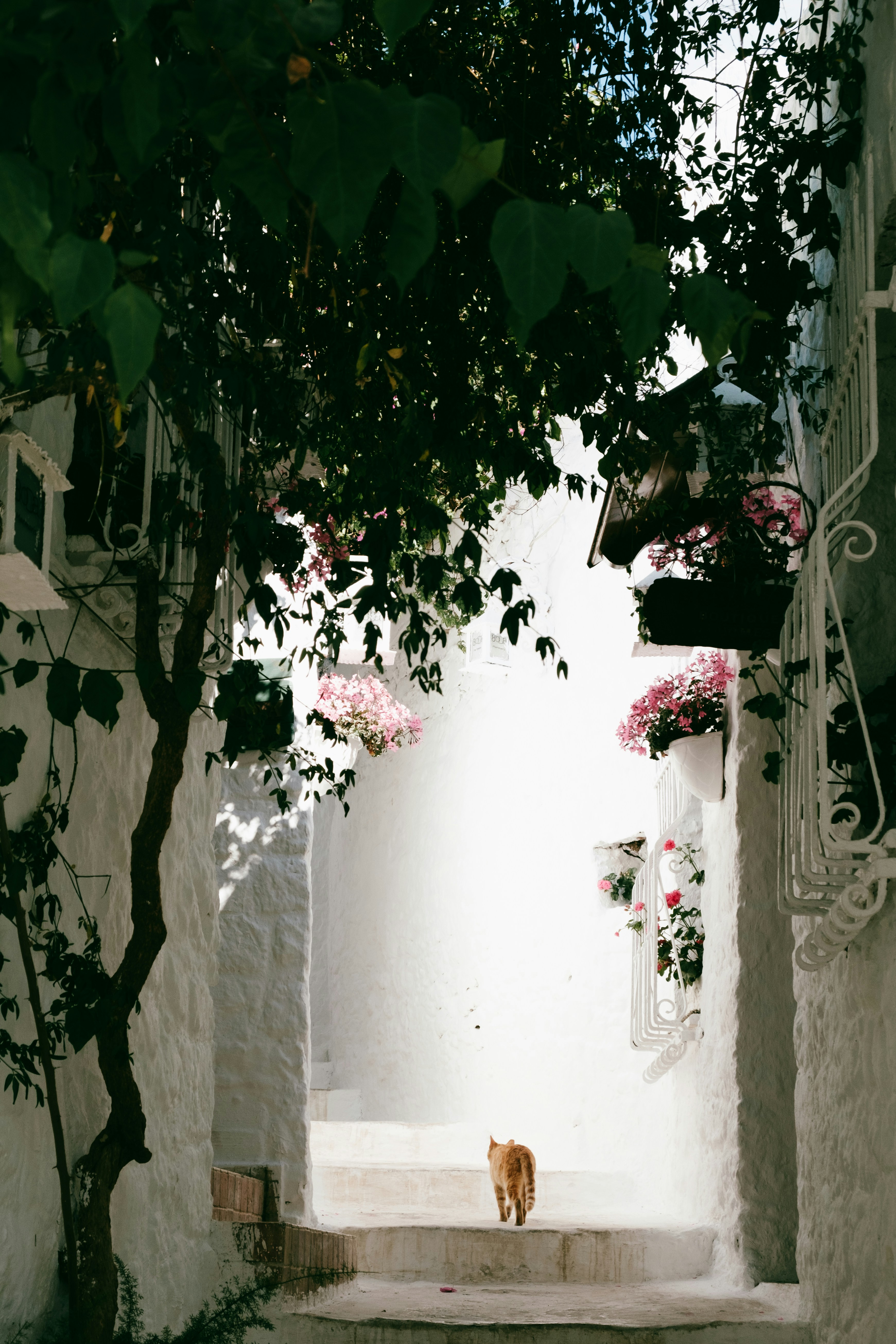 An orange cat strolls down a sunlit alley adorned with vibrant flower pots and whitewashed walls, creating a serene atmosphere.