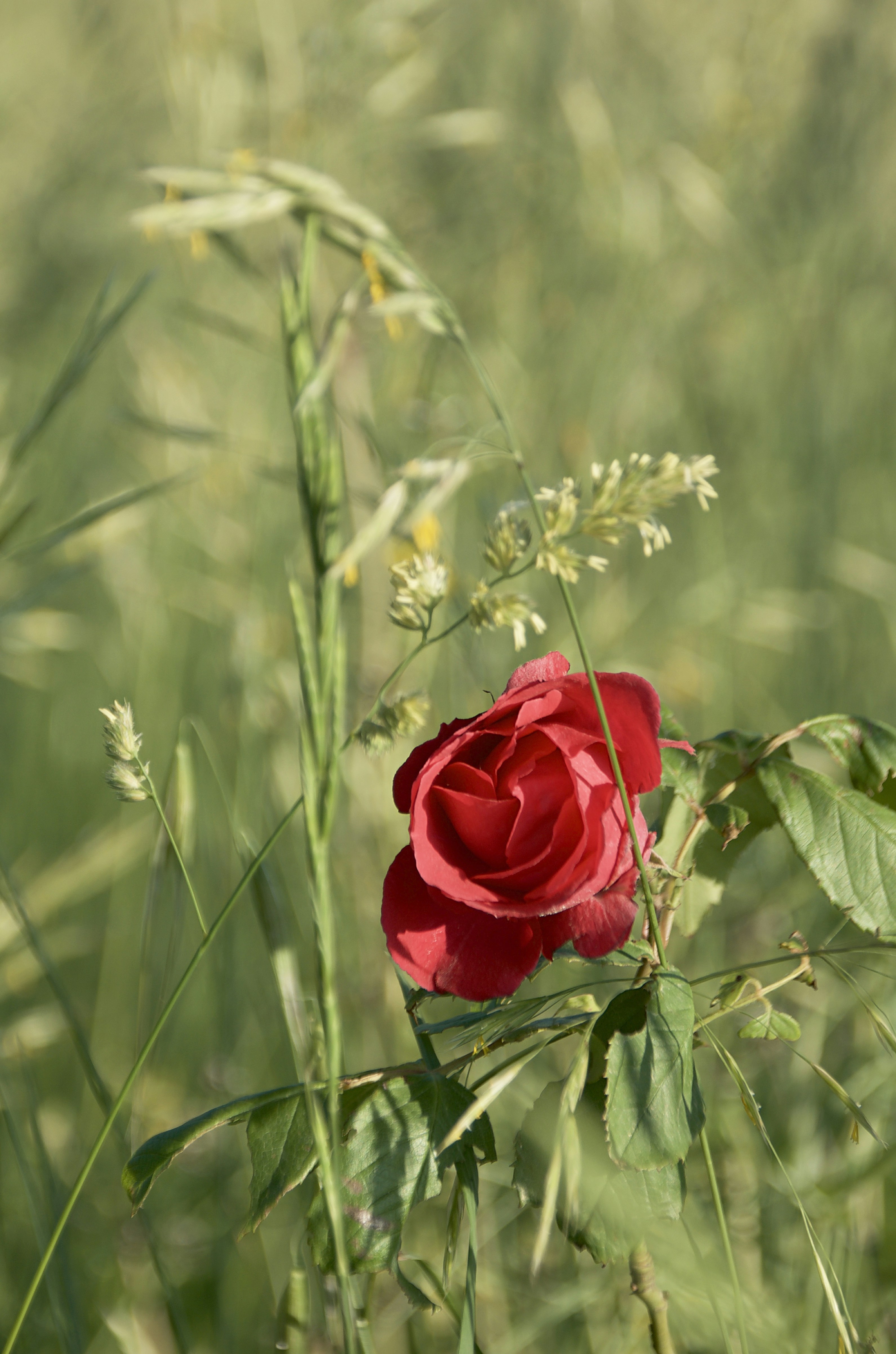 A single red rose in a field of tall grass photo – Free Plant Image on ...