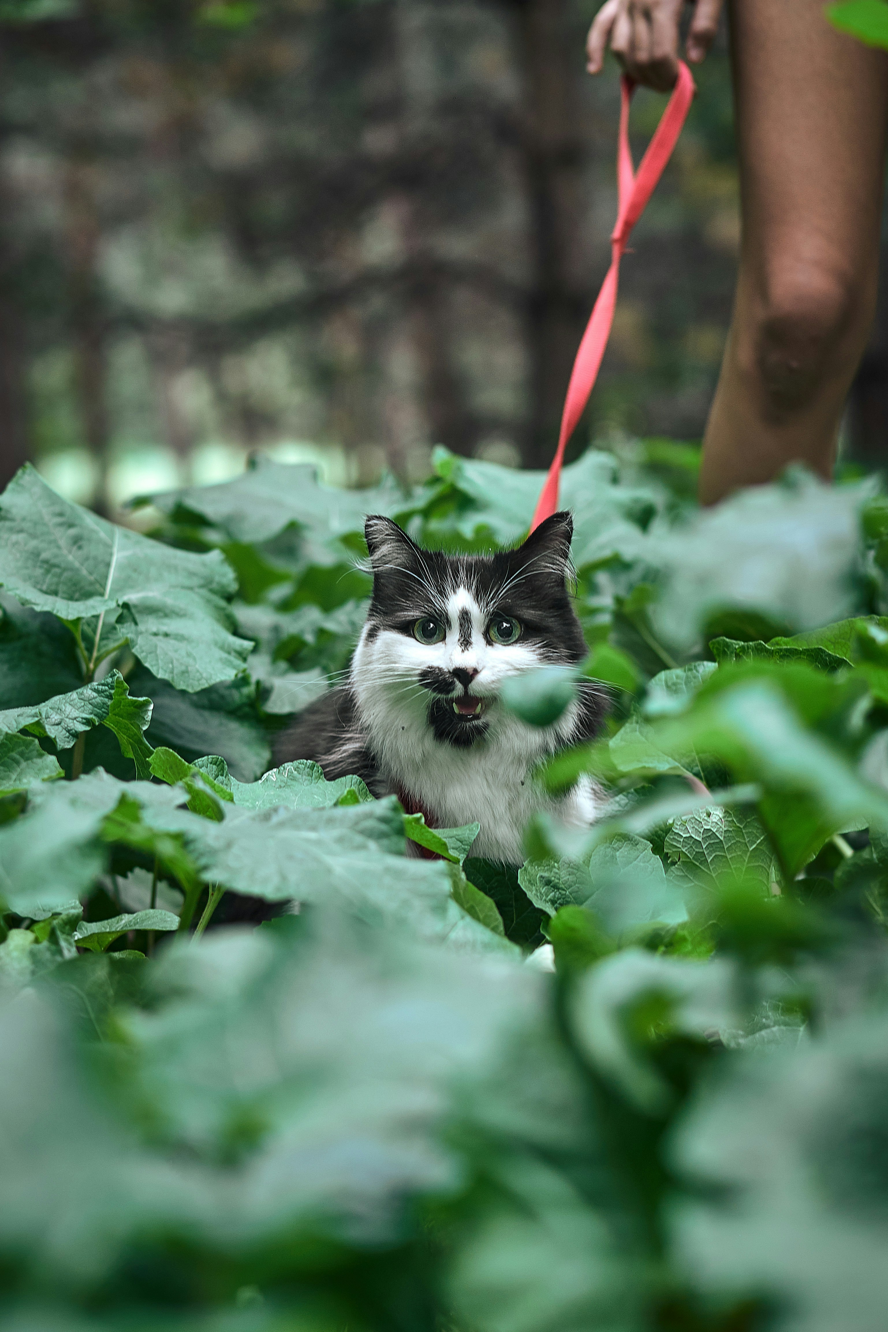 Emerald Canopy Pause: a Cat Among Ferns