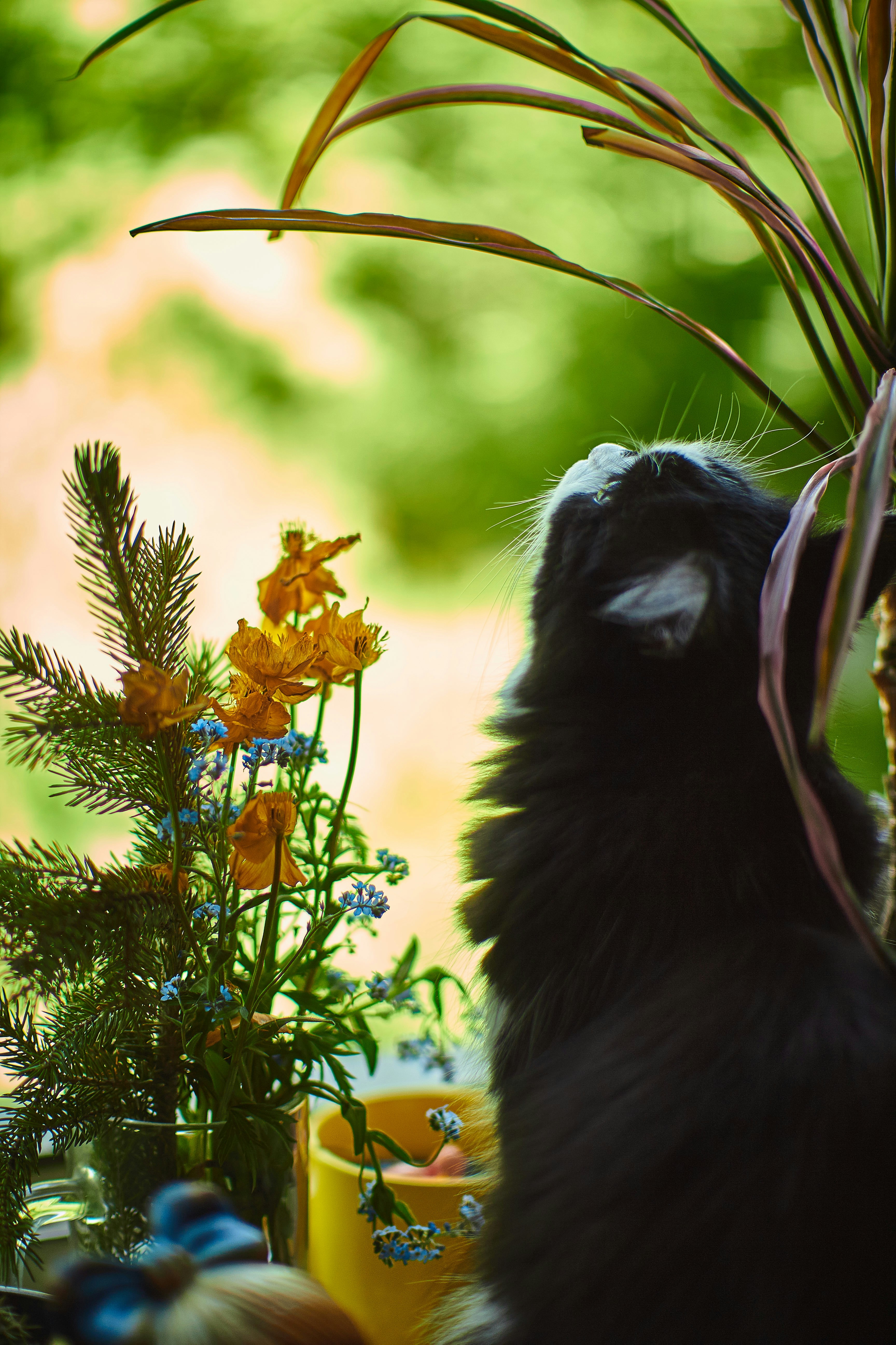 Nesting Moment: A Black Cat Reaches Toward Tall Foliage Among Spring Flora