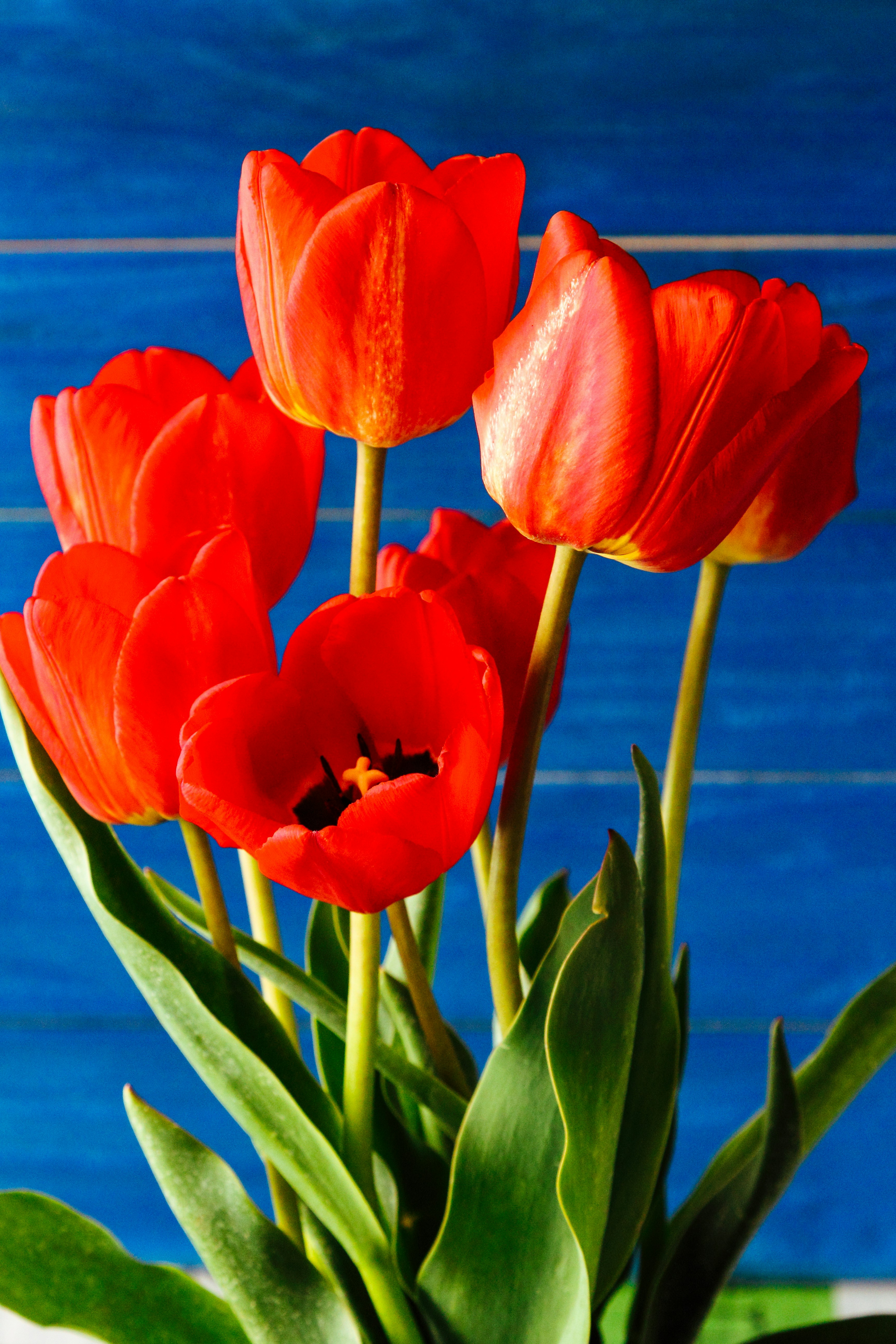 Red And Blue Background Pictures | Download Free Images on Unsplash