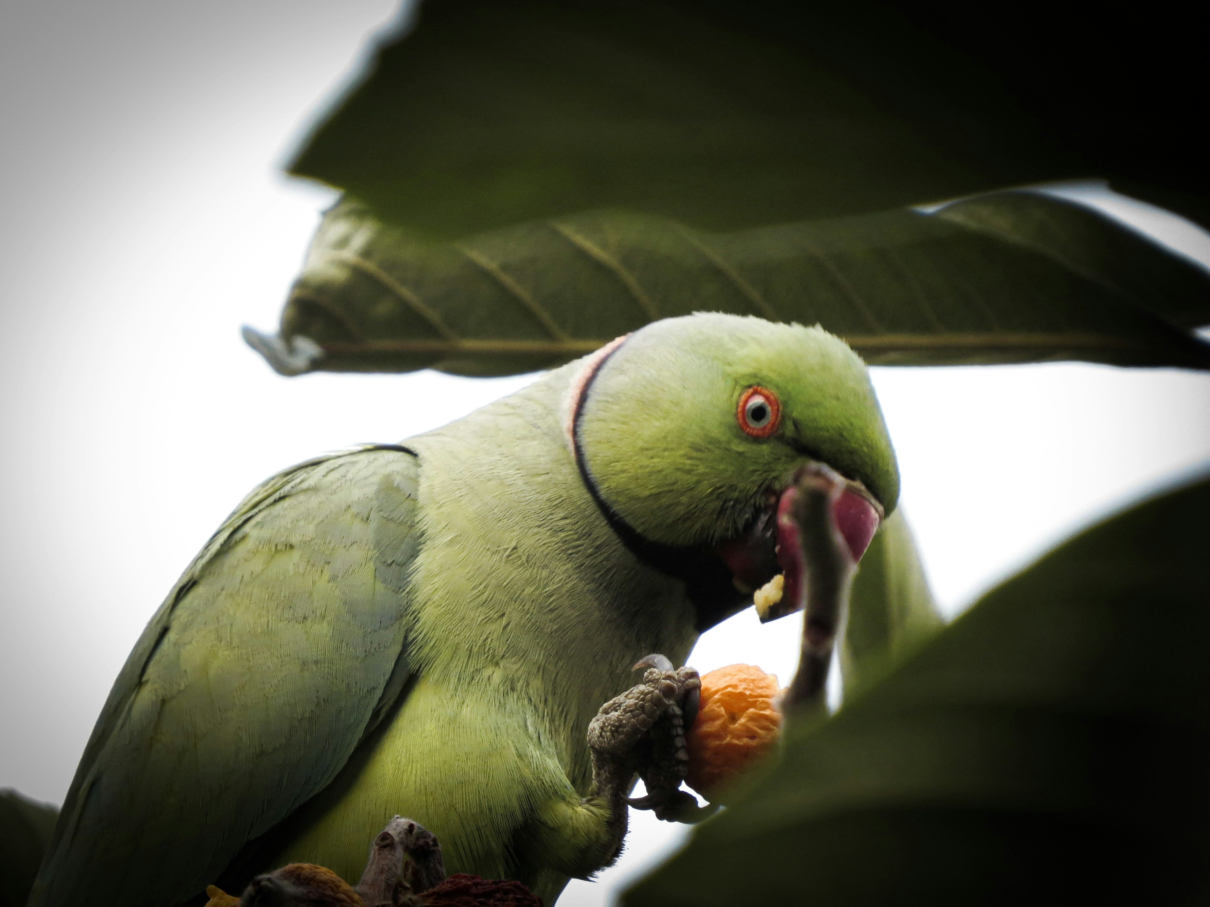 A green parrot eating an orange on a tree branch photo – Free Parrots ...