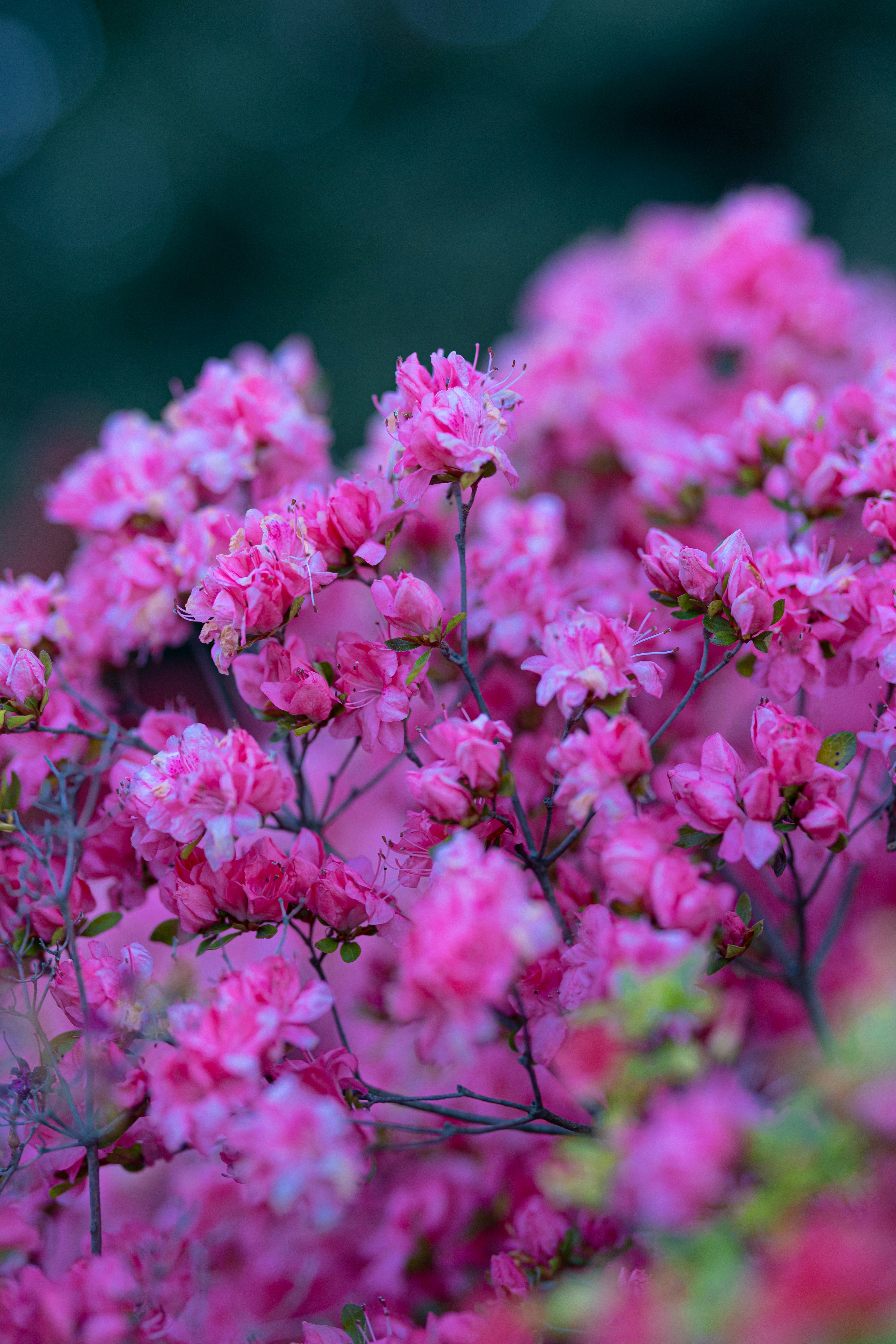 Un bouquet de fleurs roses qui fleurissent photo – Photo Violet ...
