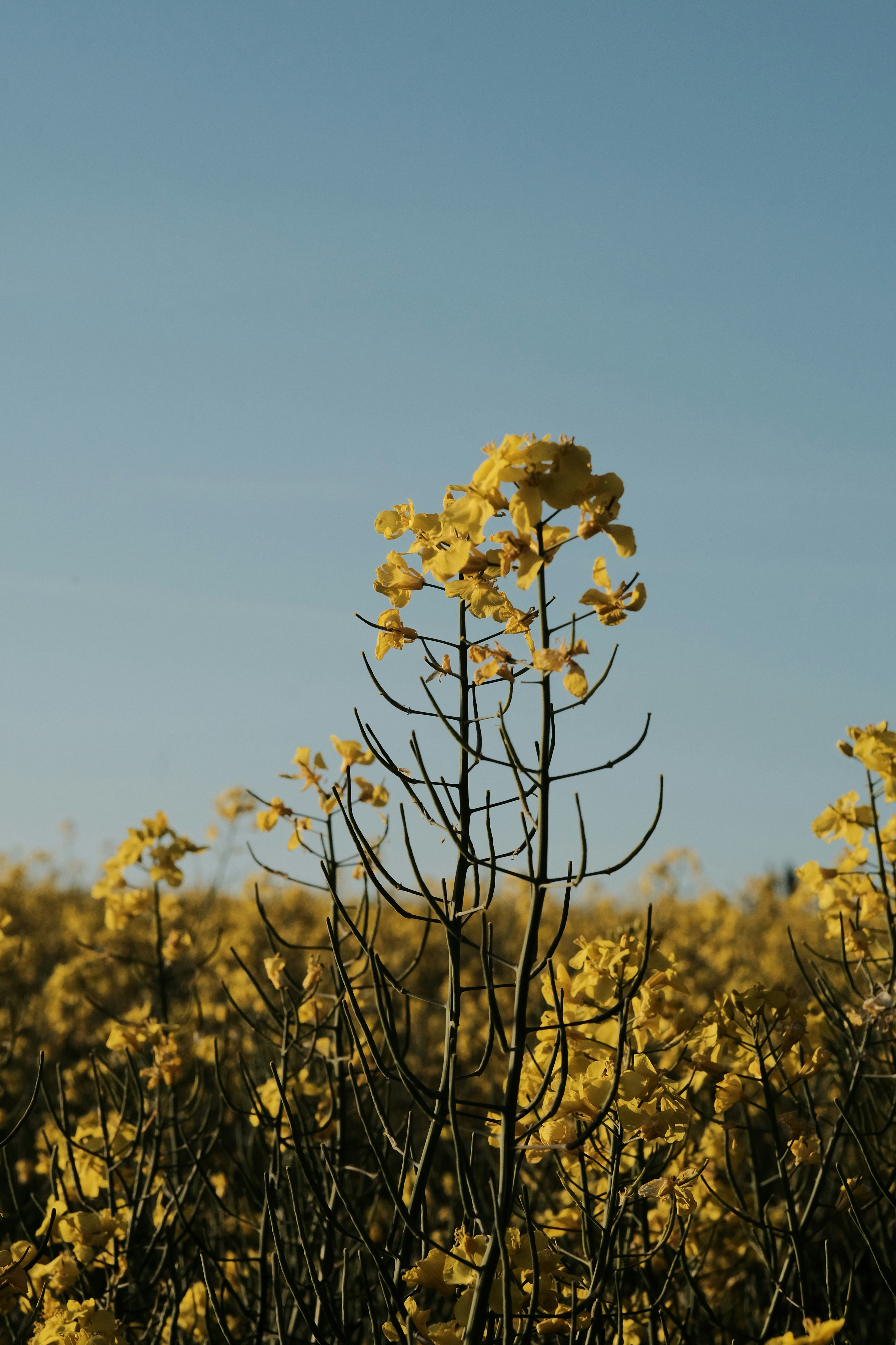 Canola Spires Against a Clear Blue Sky
