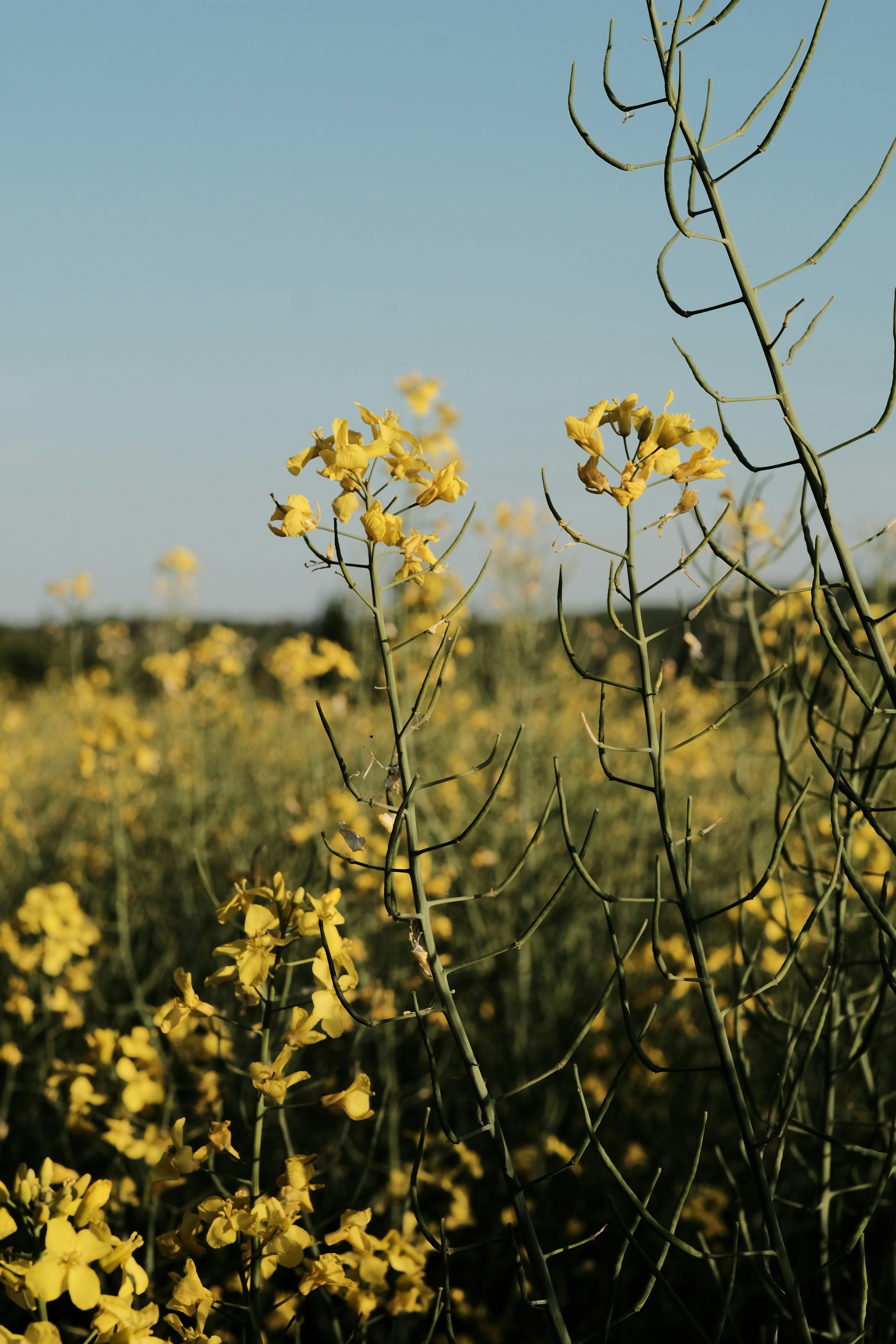 a field full of yellow flowers under a blue sky