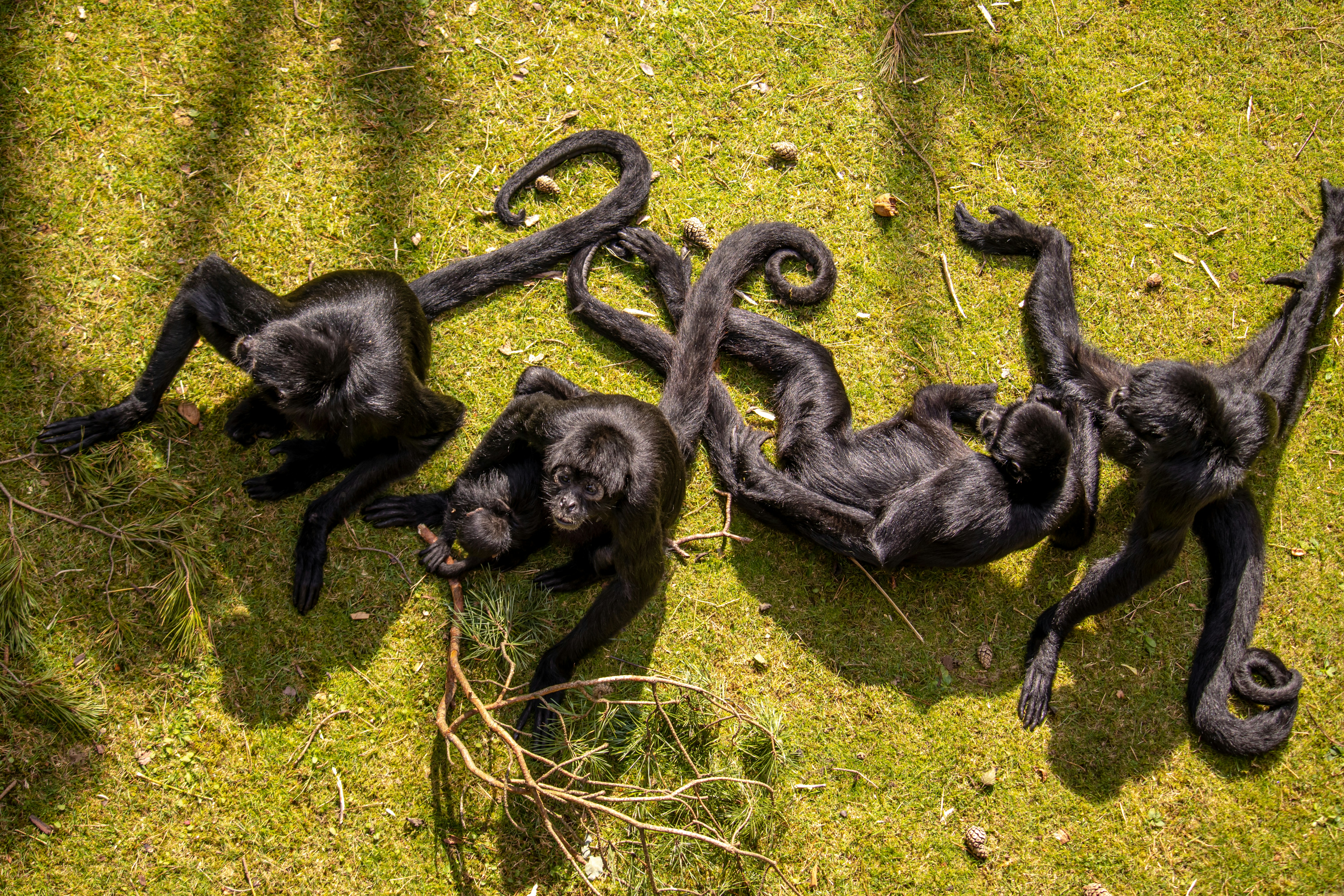 A group of monkeys laying on top of a lush green field photo – Free ...