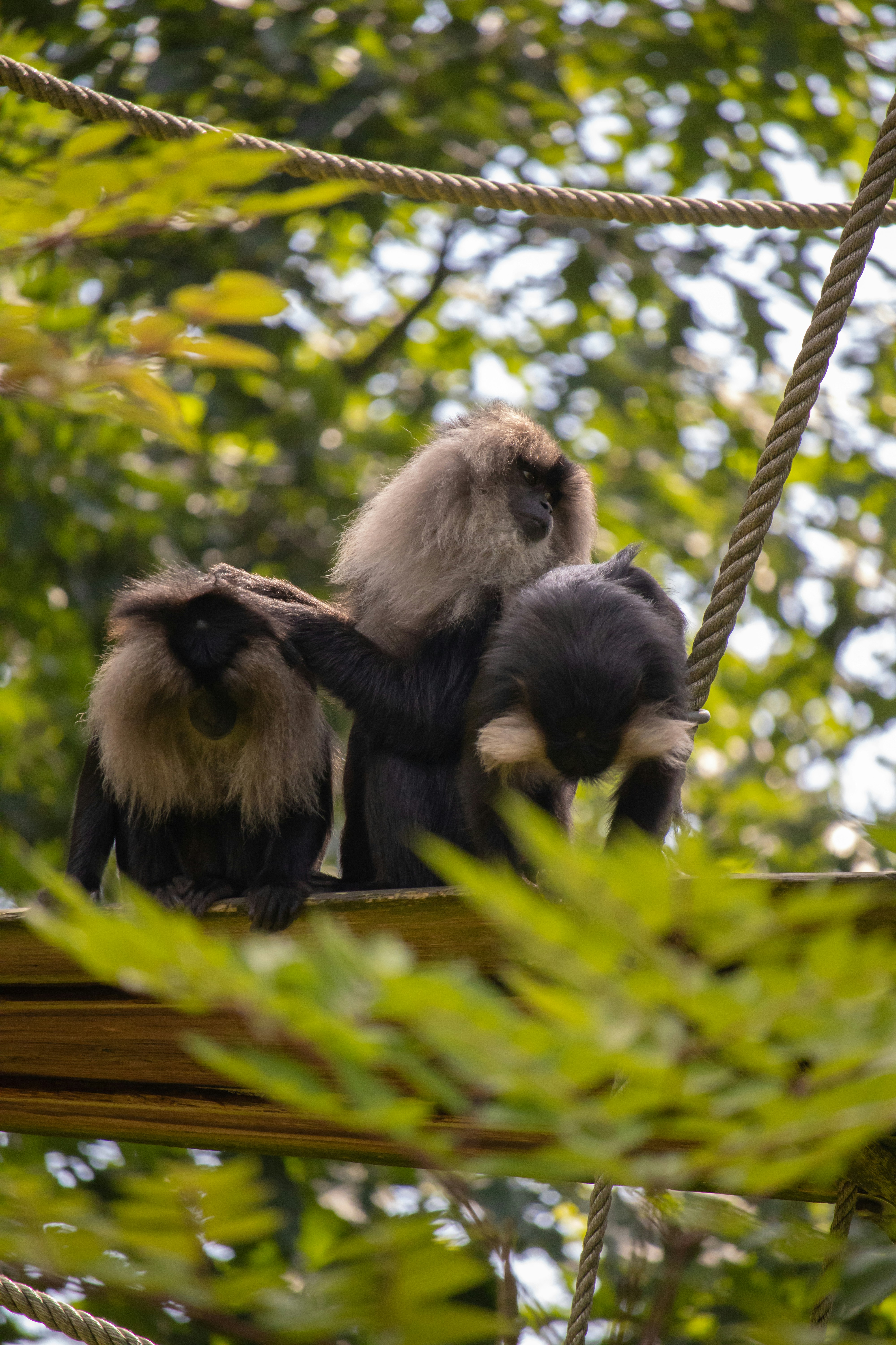 A couple of monkeys sitting on top of a rope photo – Free Animal ...