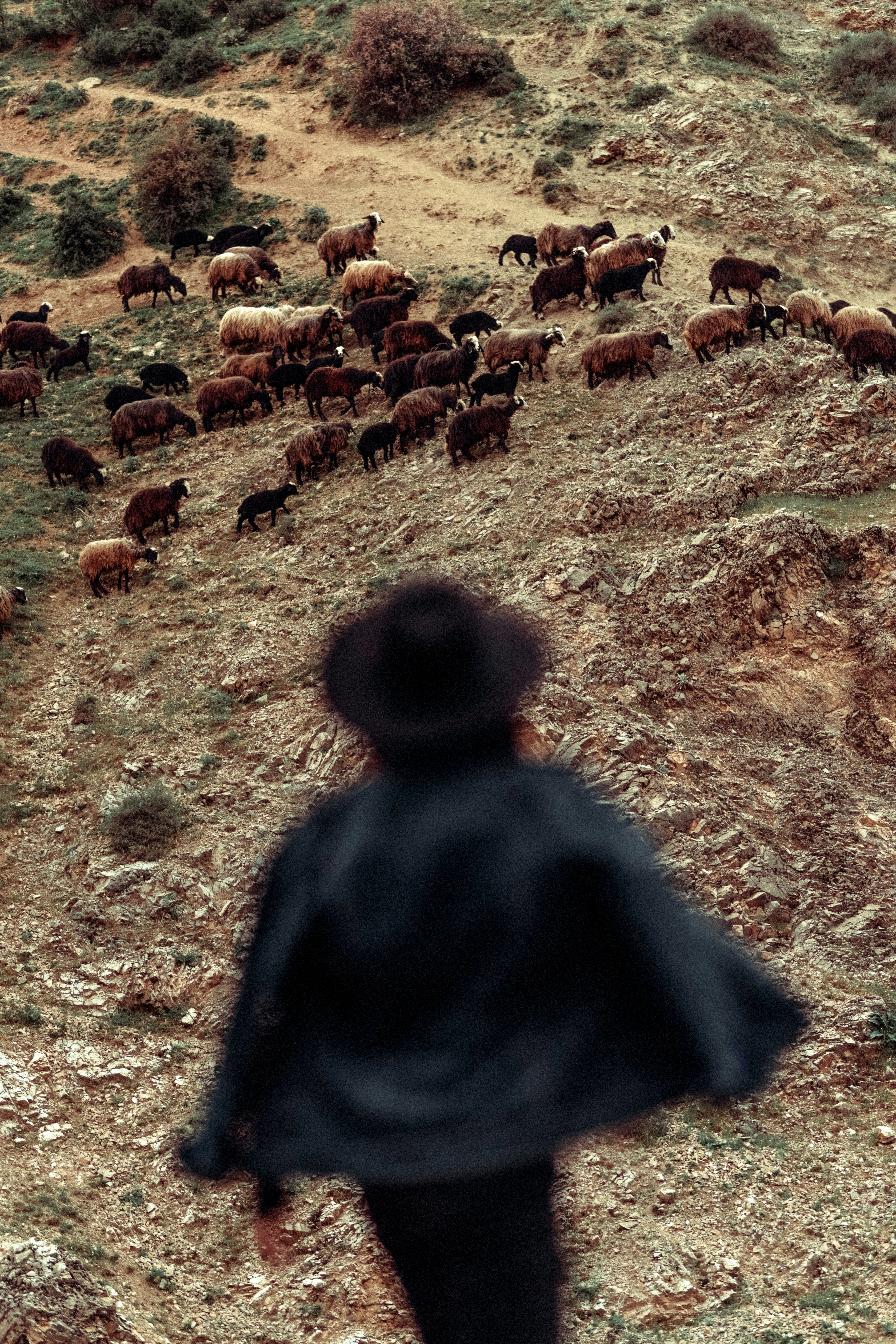 Dusty Ridge Odyssey: A Lone Observer Watches a Moving Herd