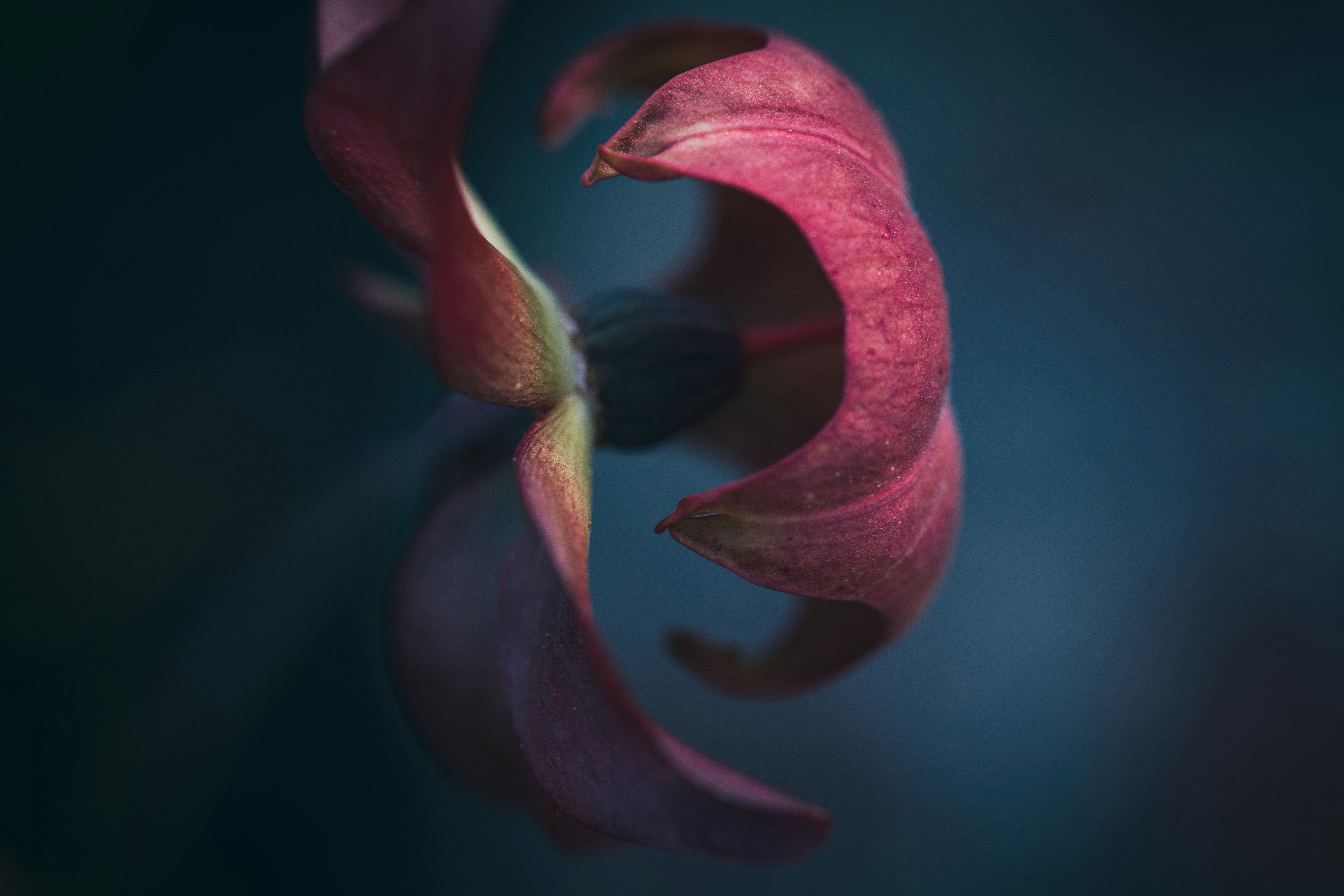 Spiral Petals in Velvet Blue: A Macro Study of Magenta Bloom