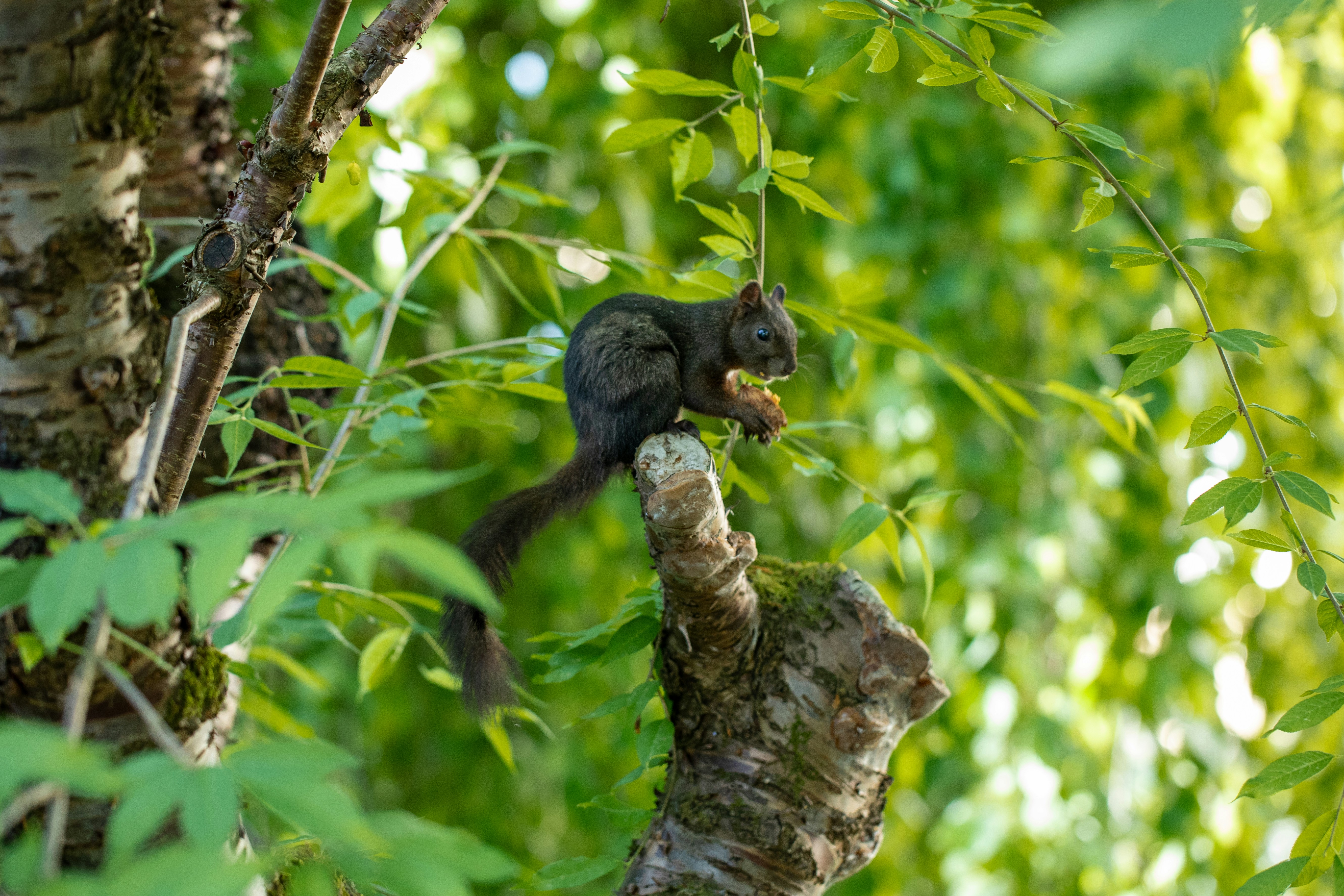 Sun-Dappled Pause: A gray squirrel on a moss-covered birch limb