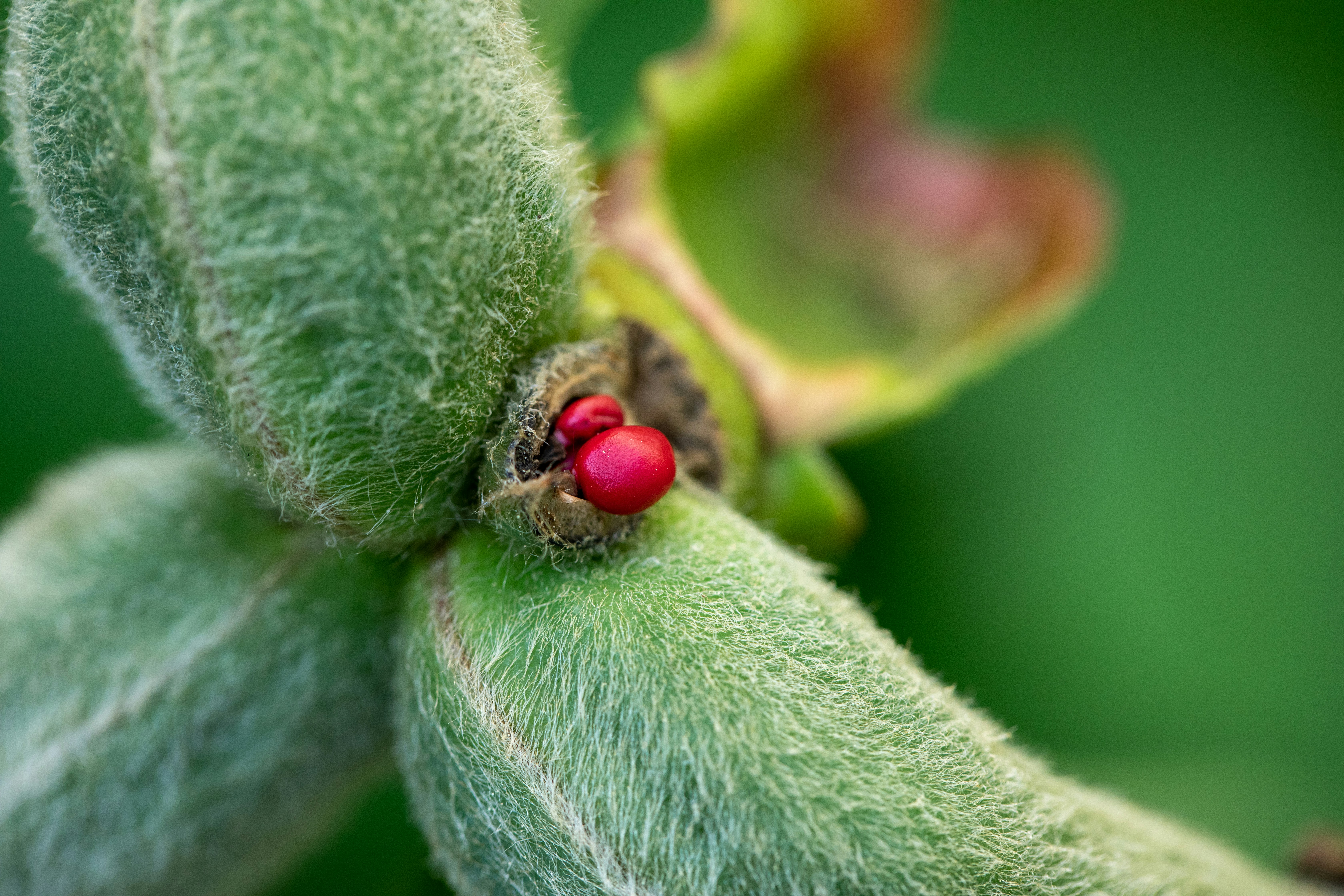 Foto Un primer plano de un capullo floral en una planta – Imagen Planta ...