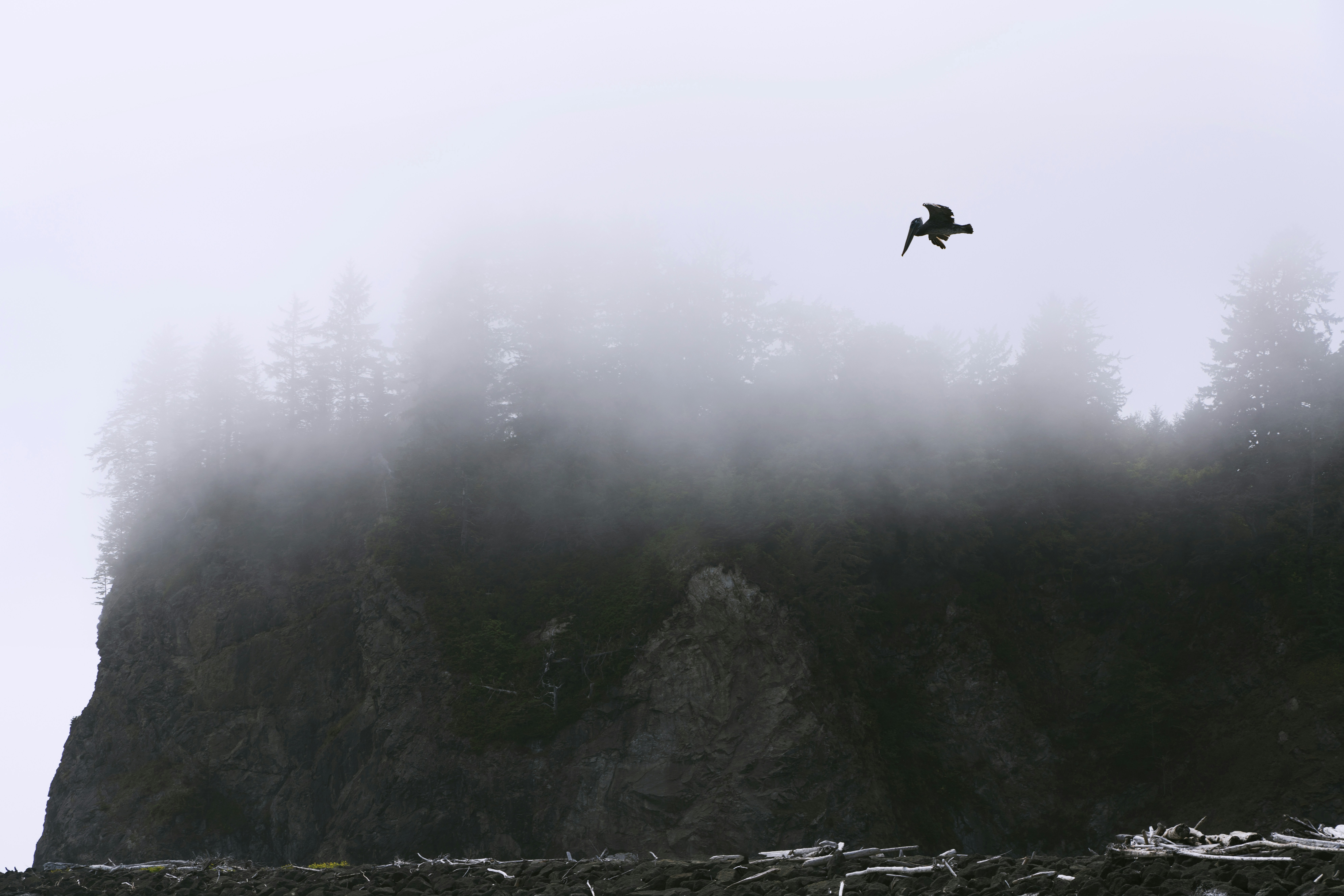 Mist-Wing Over the Cliff: A Seabird in Fog