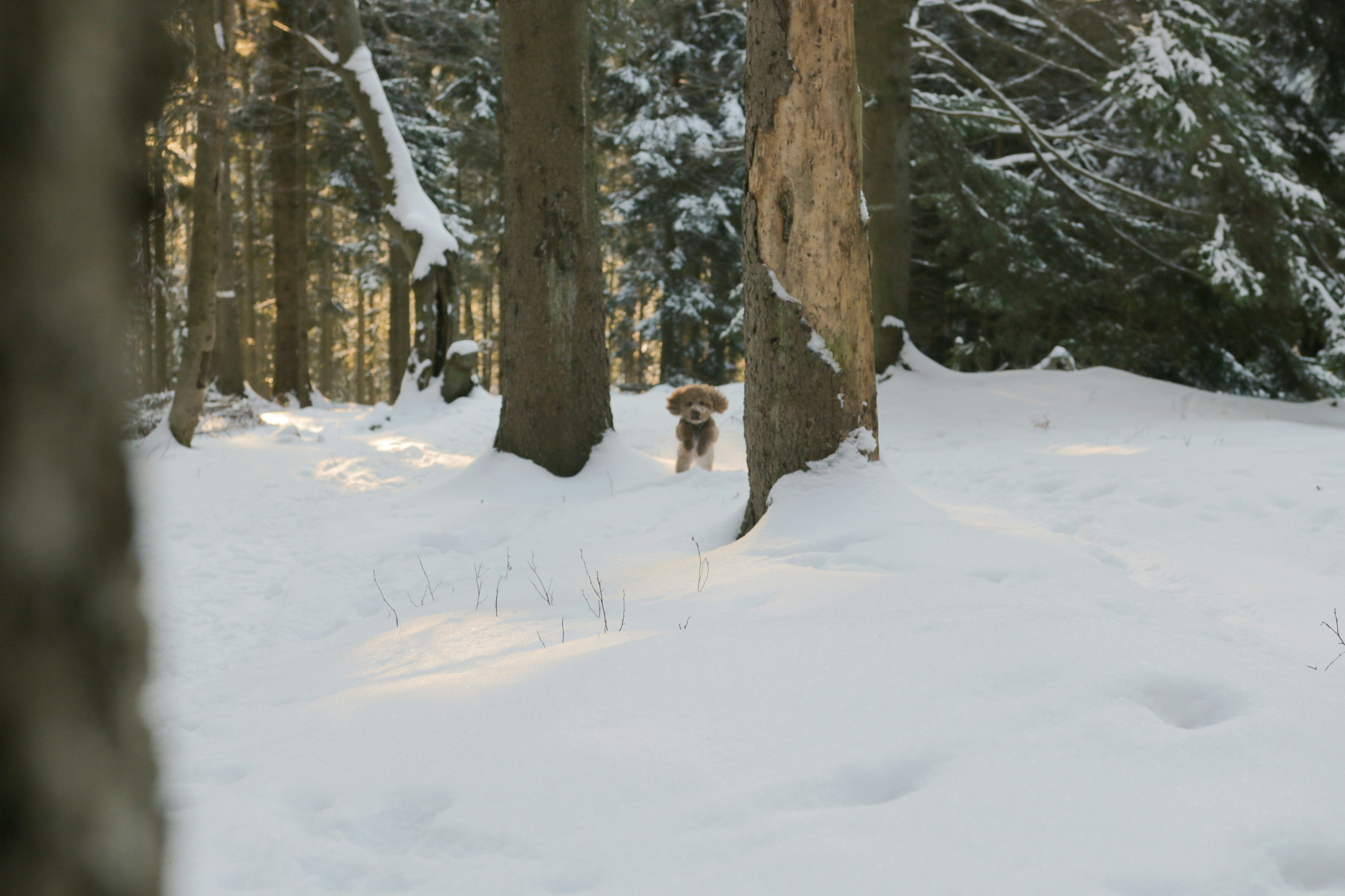 A small dog navigates through a snowy forest, framed by tall trees dusted with snow. The soft light filters through the branches, creating a serene atmosphere.