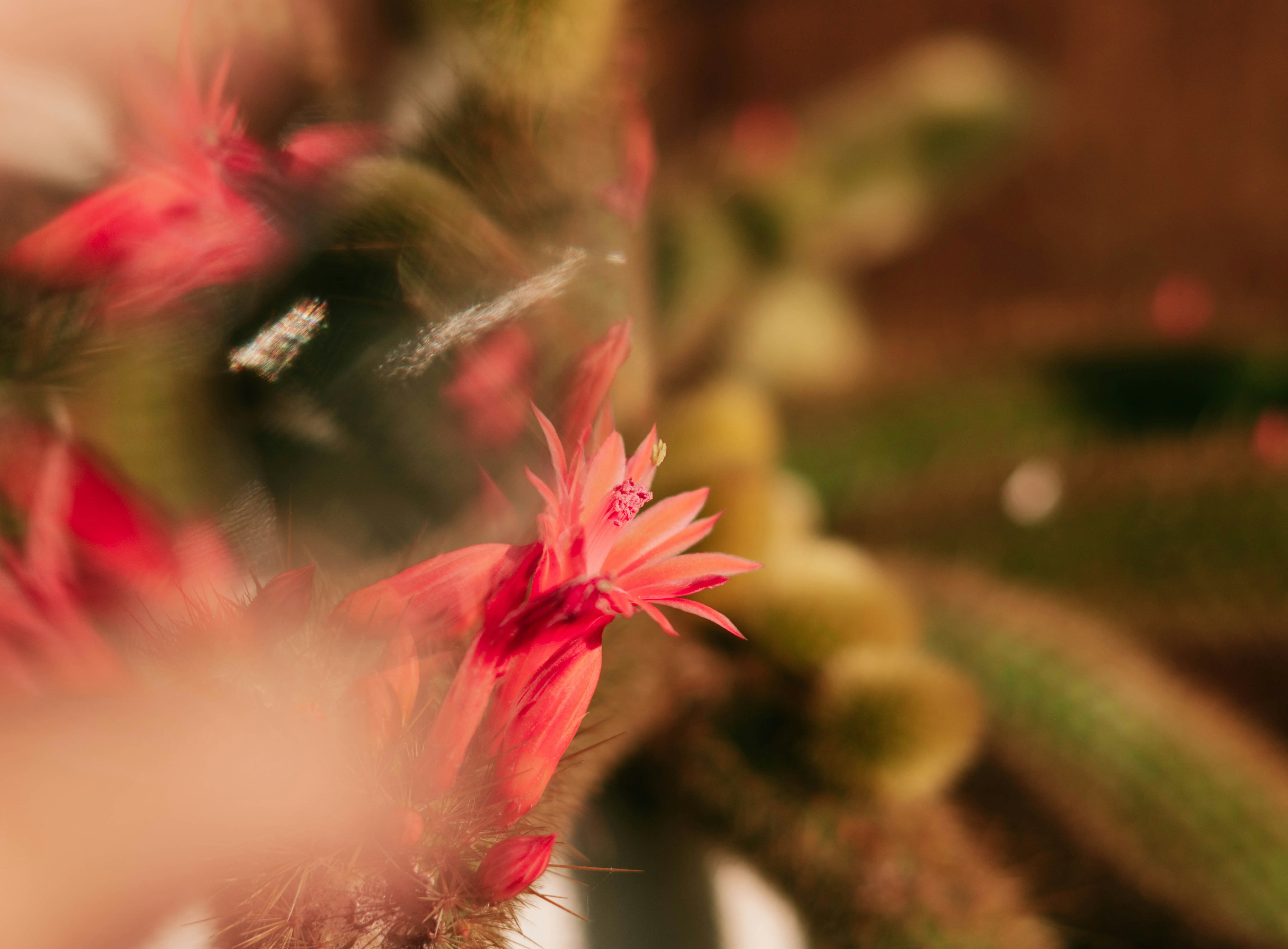 Cactus Blooms: A Dance of Color Among Thorns
