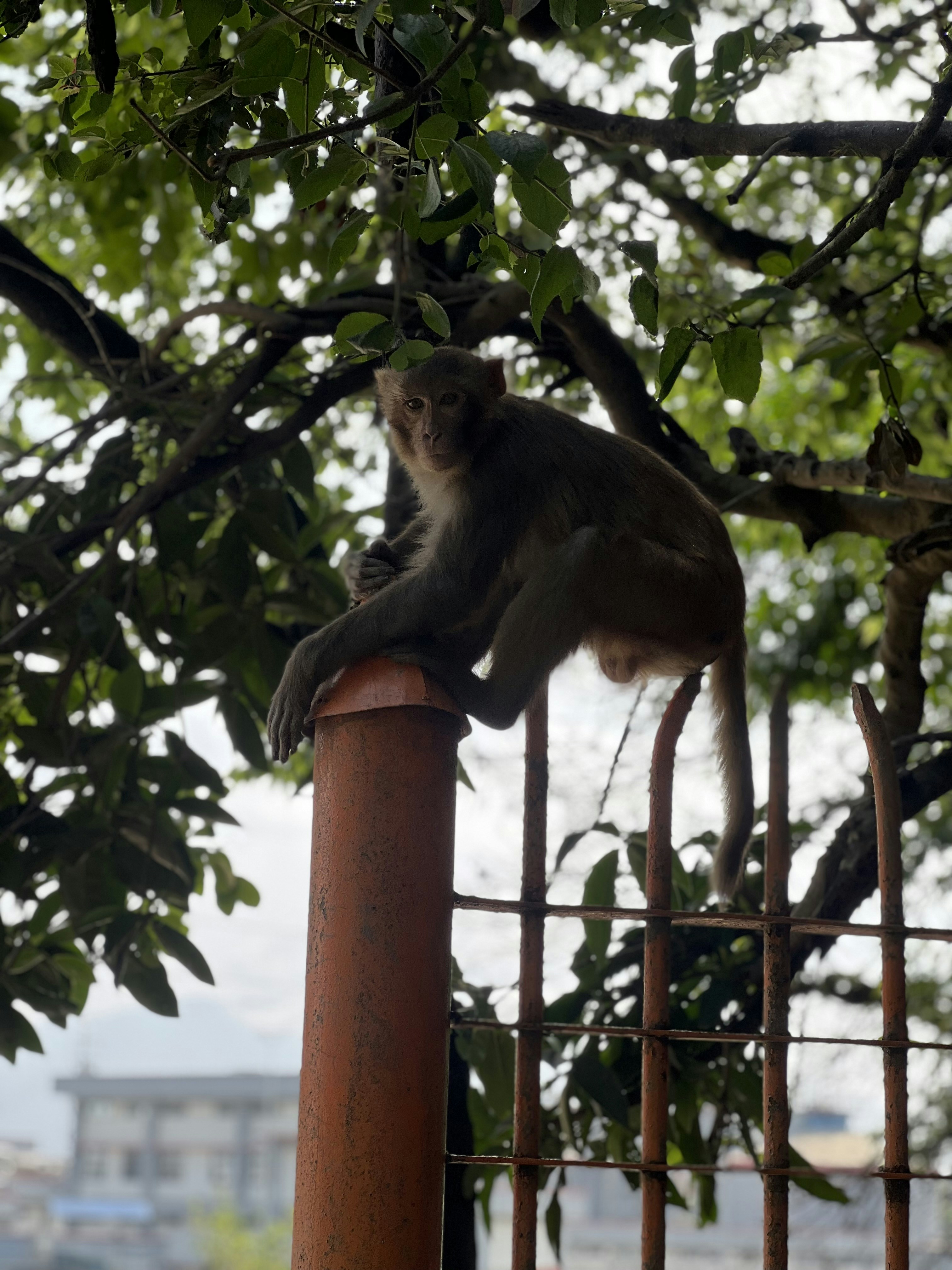 Leafy Sentinel: Monkey on a Rusted Post Overlooking the City
