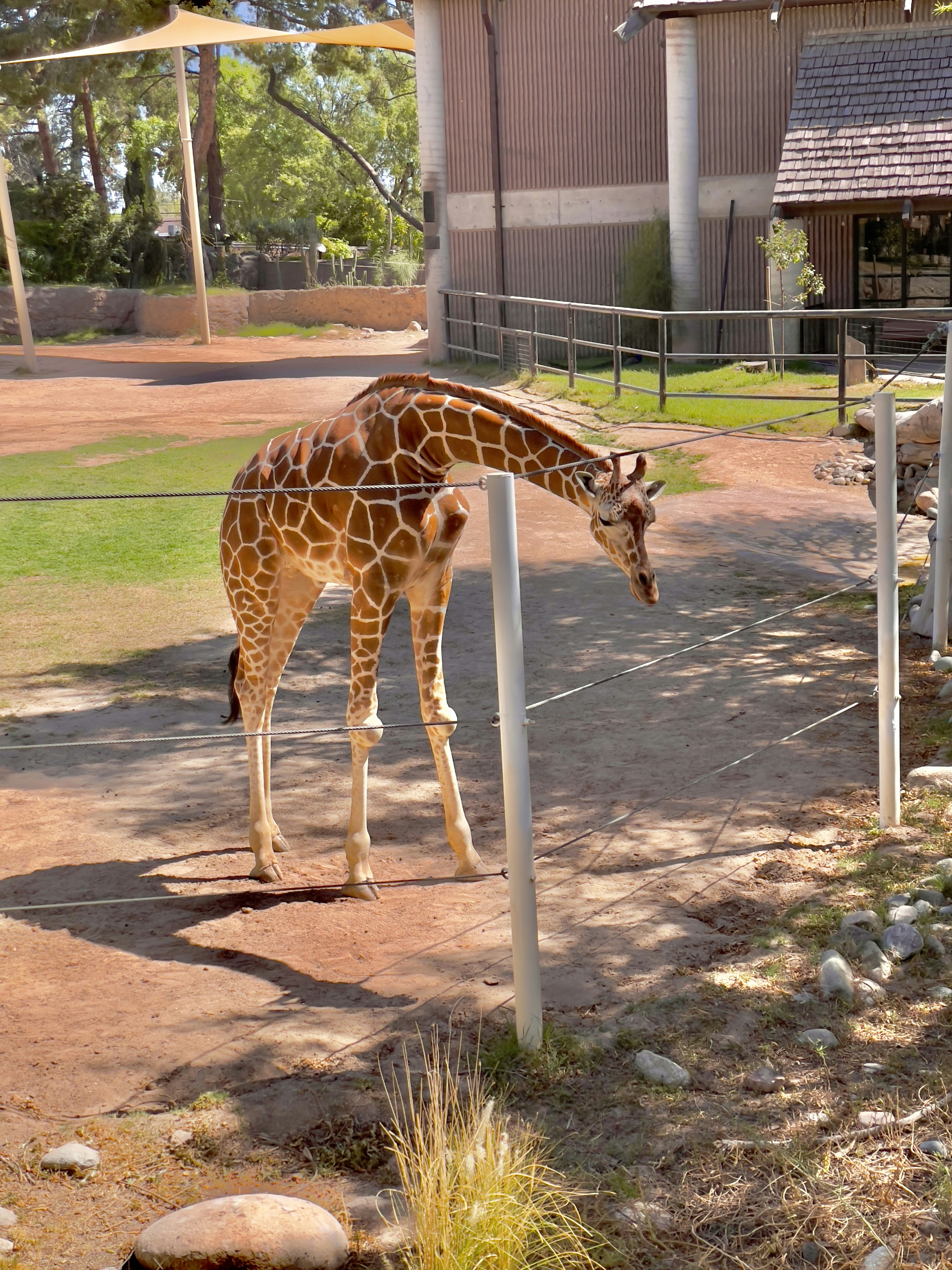 A giraffe standing next to a metal pole photo – Free Animal Image on ...