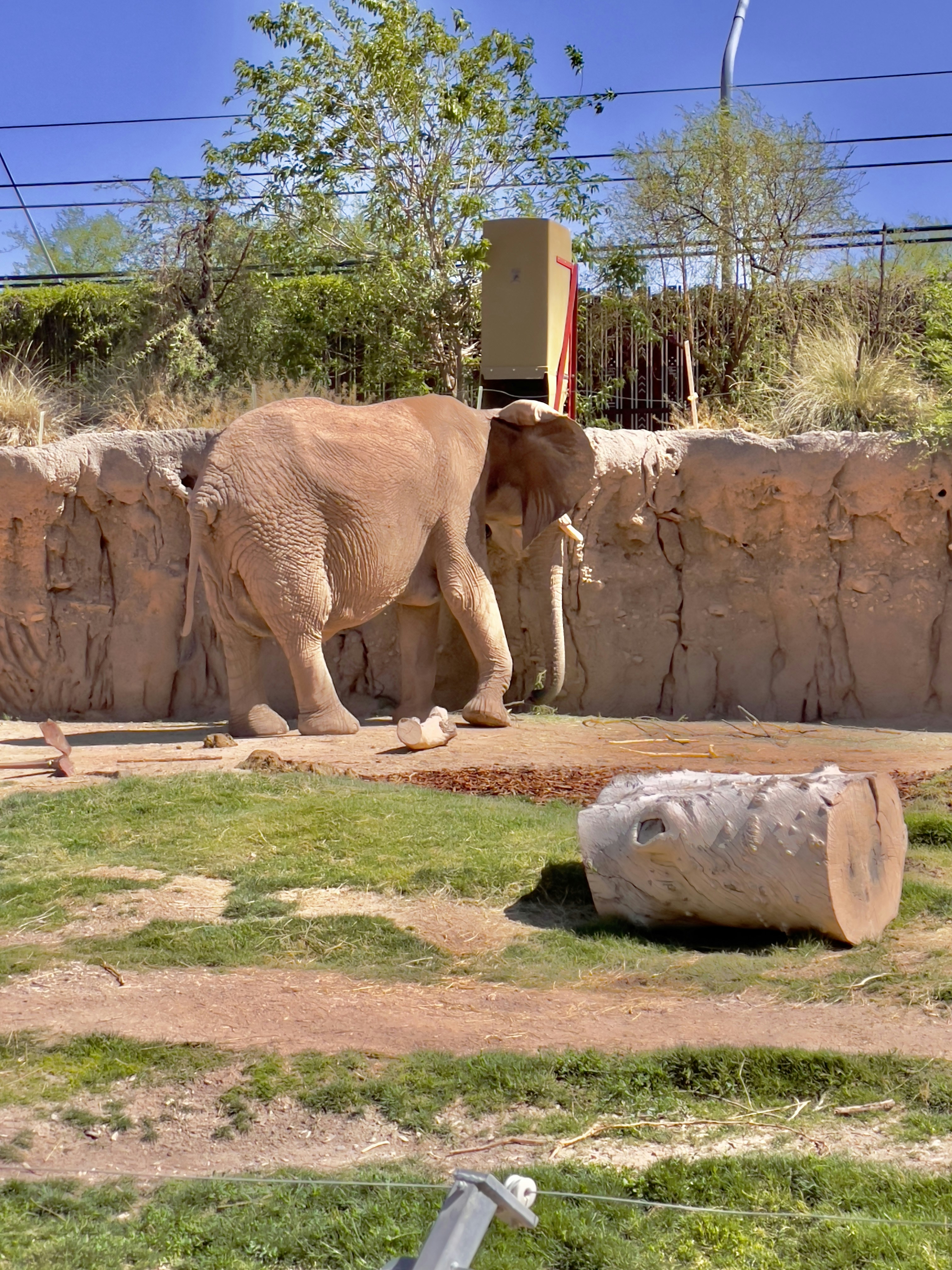Sunlit Elephant at the Edge of a Rocky Zoo Enclosure