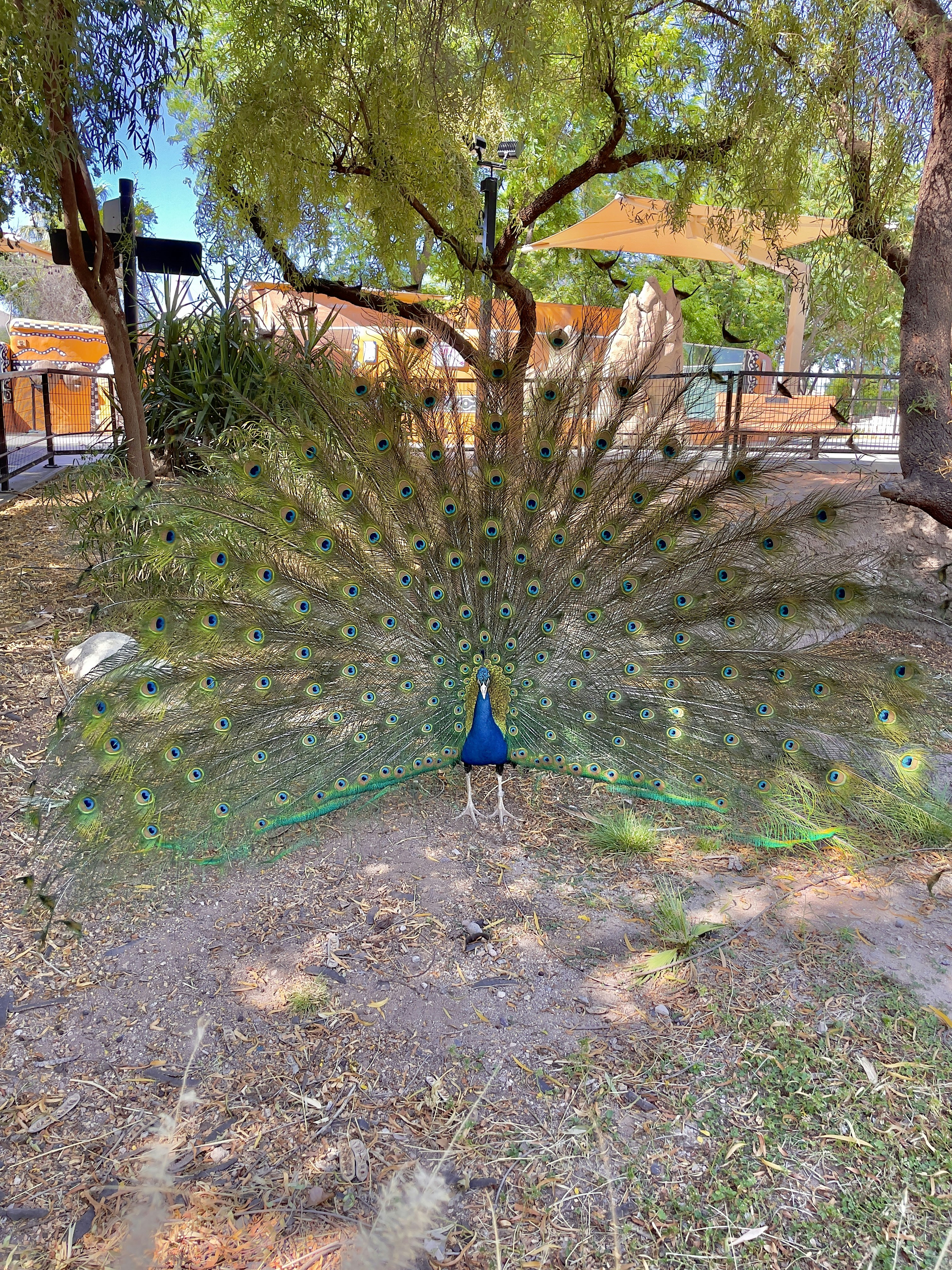 a peacock with its feathers spread out