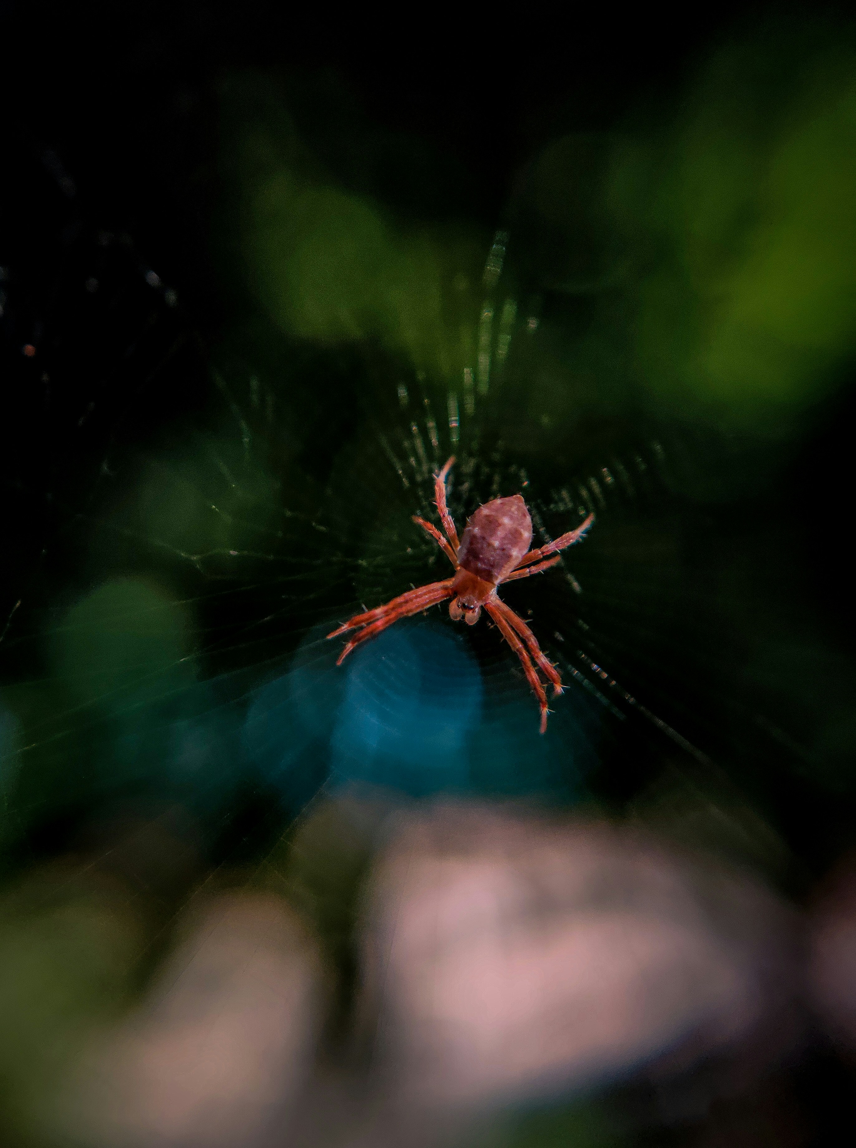 Crimson Orb-Weaver Adrift in a Velvet Web
