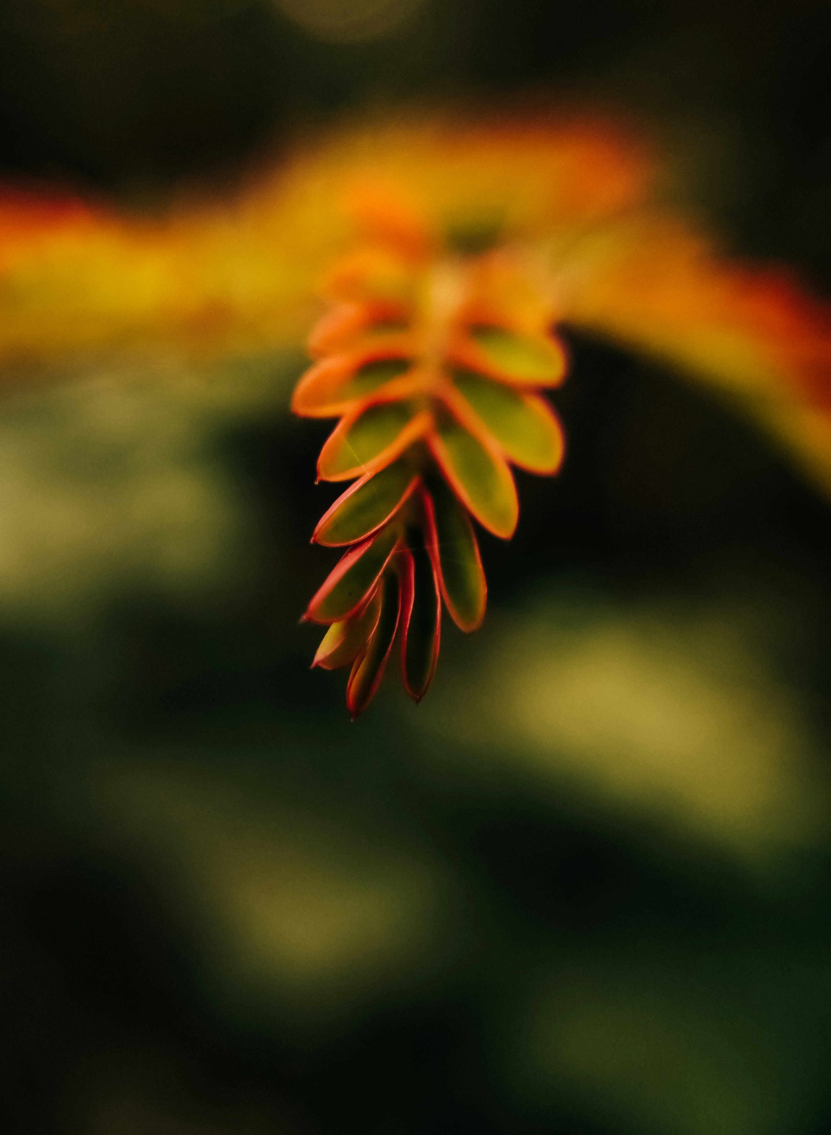 Macro photograph of a small orange-green leaf rosette suspended against a soft, blurred background. The shallow depth of field isolates the leaf as the focal point.
