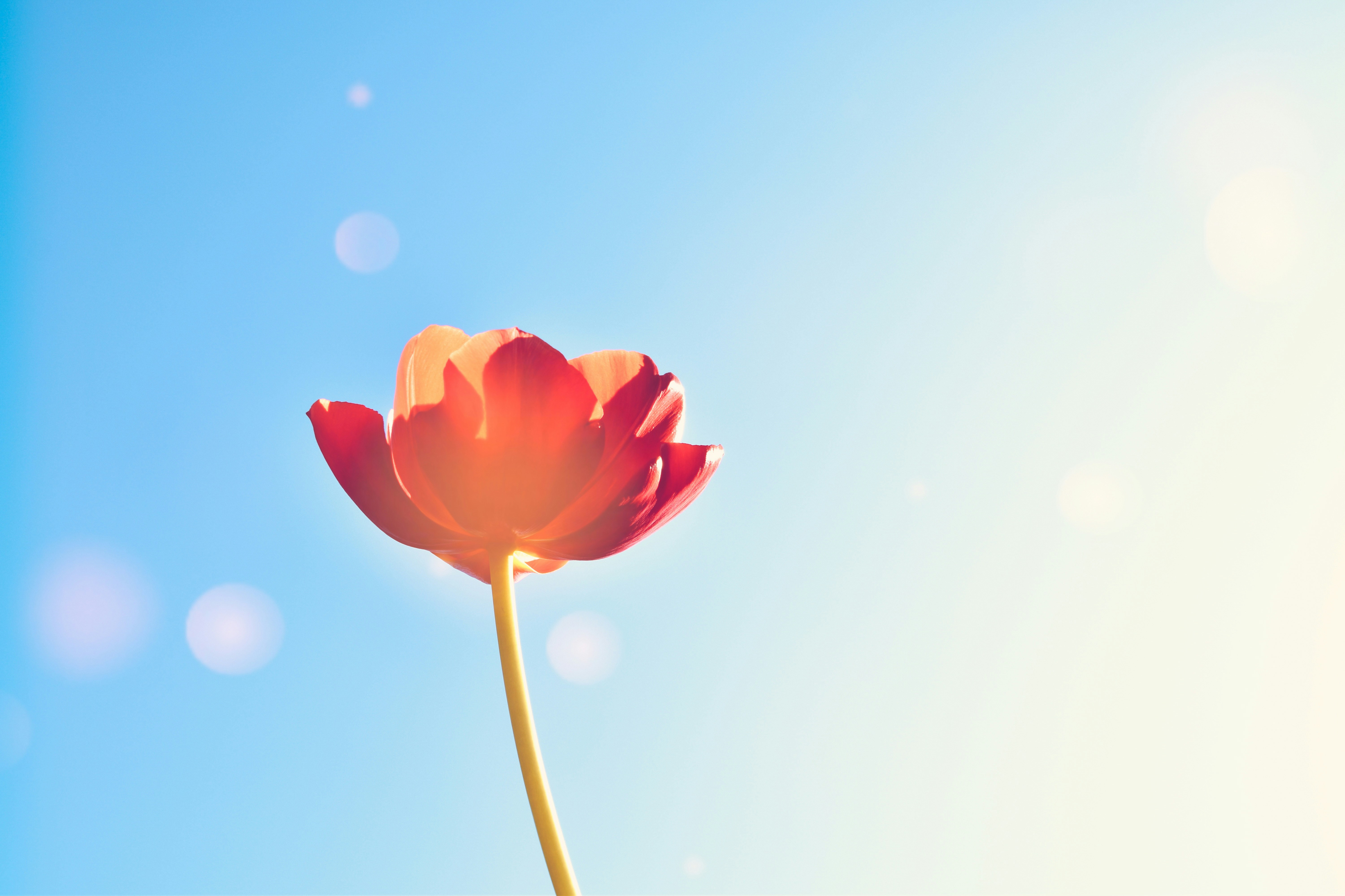 Windows 8 Official Flower Wallpaper